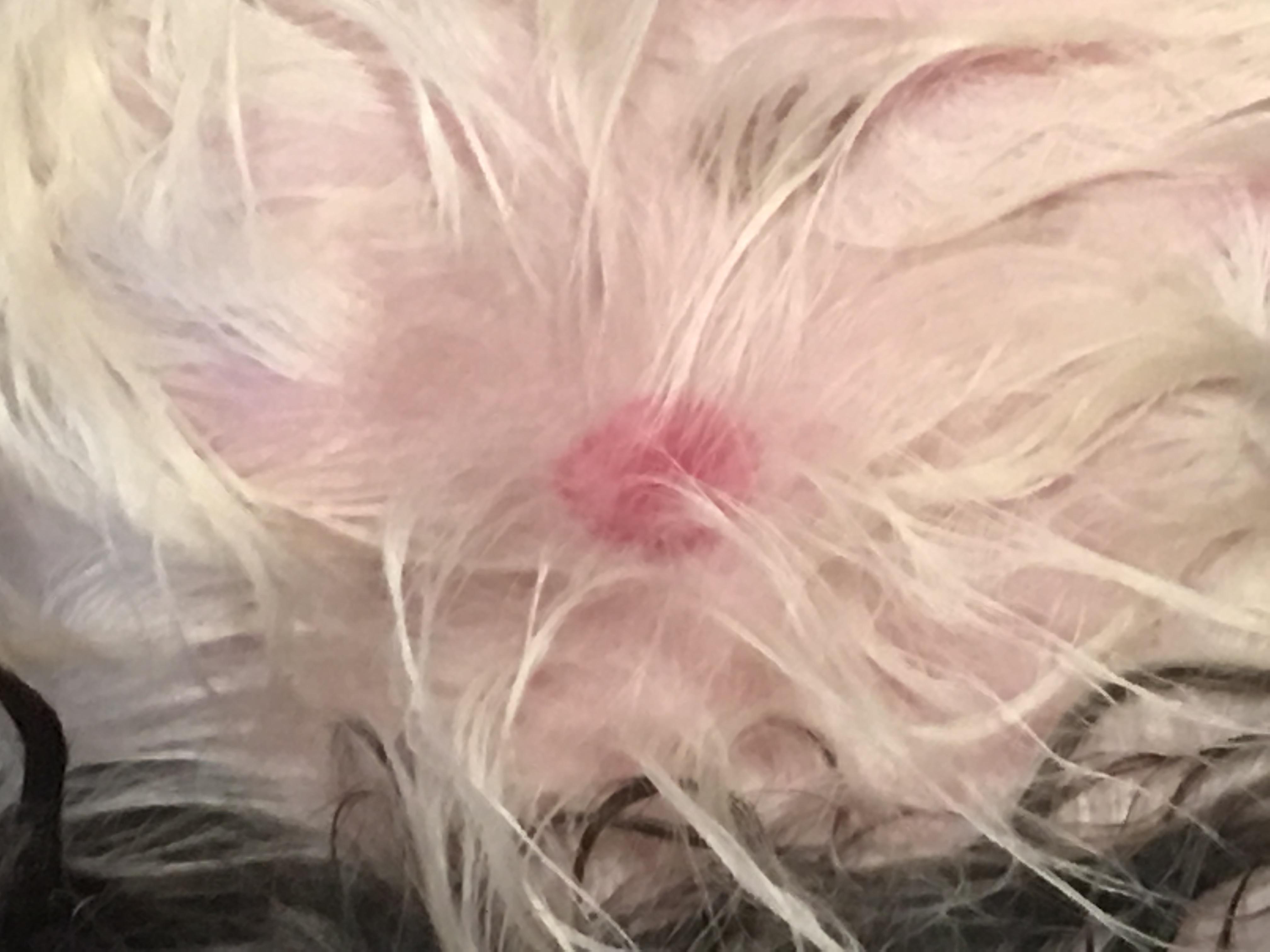 What Are Those Itchy Spots on Your Pet? Bites or Ringworm? | Petco
