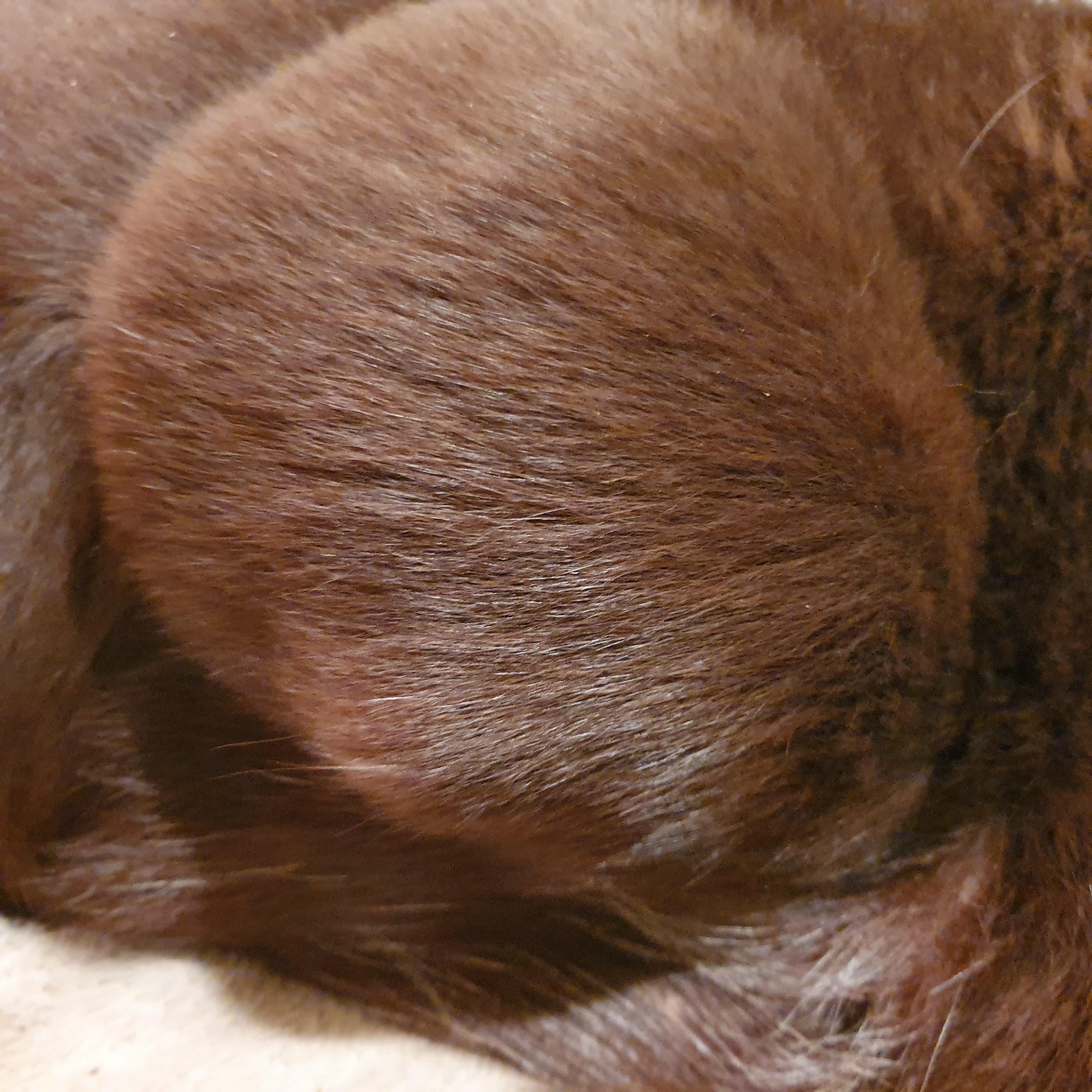 My Dog Has a Fatty Lump: When to Be Concerned & See a Vet | Petco