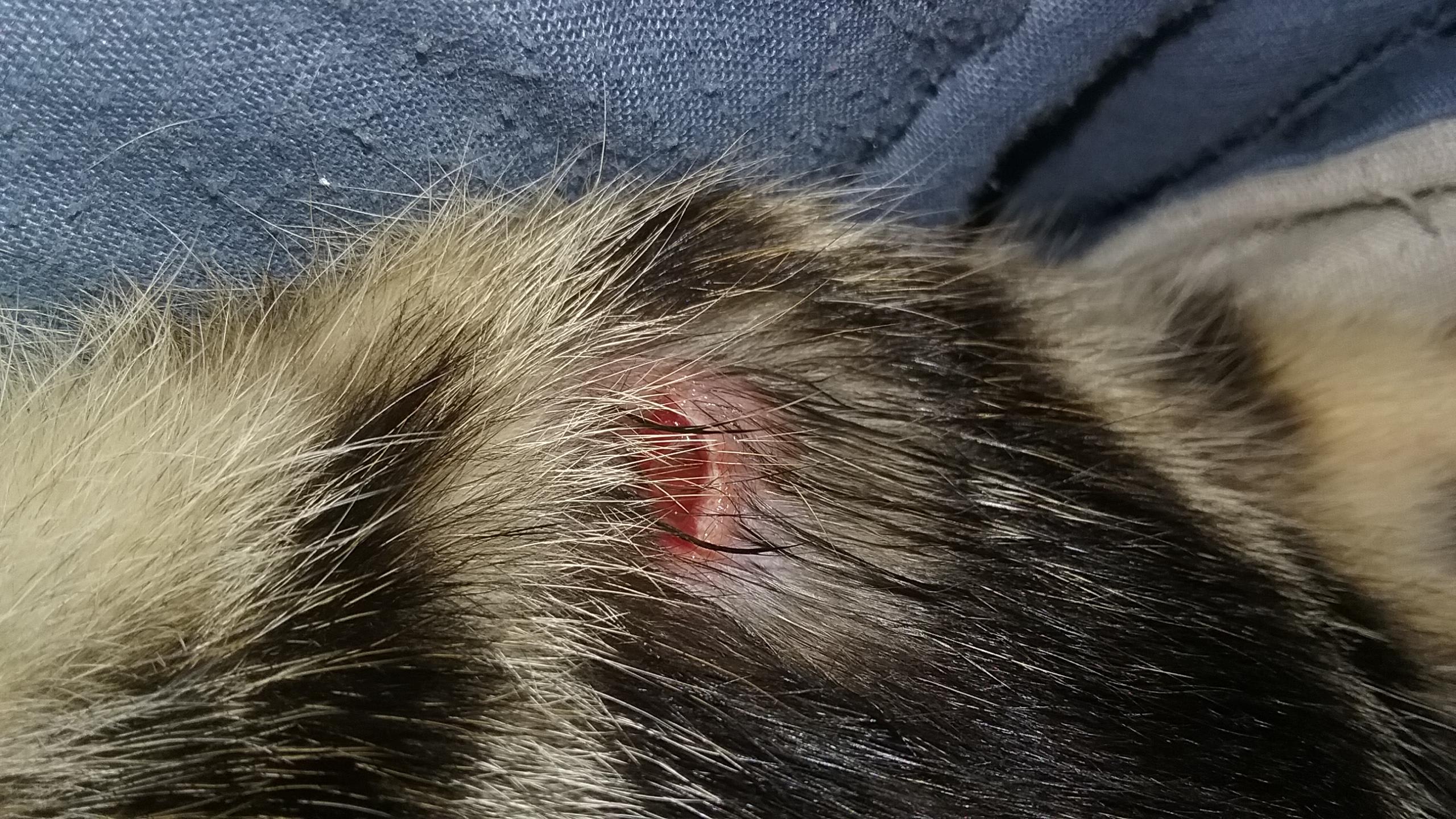 My Cat Has a Deep Open Leg Wound? Treat It at Home Safely | Petco