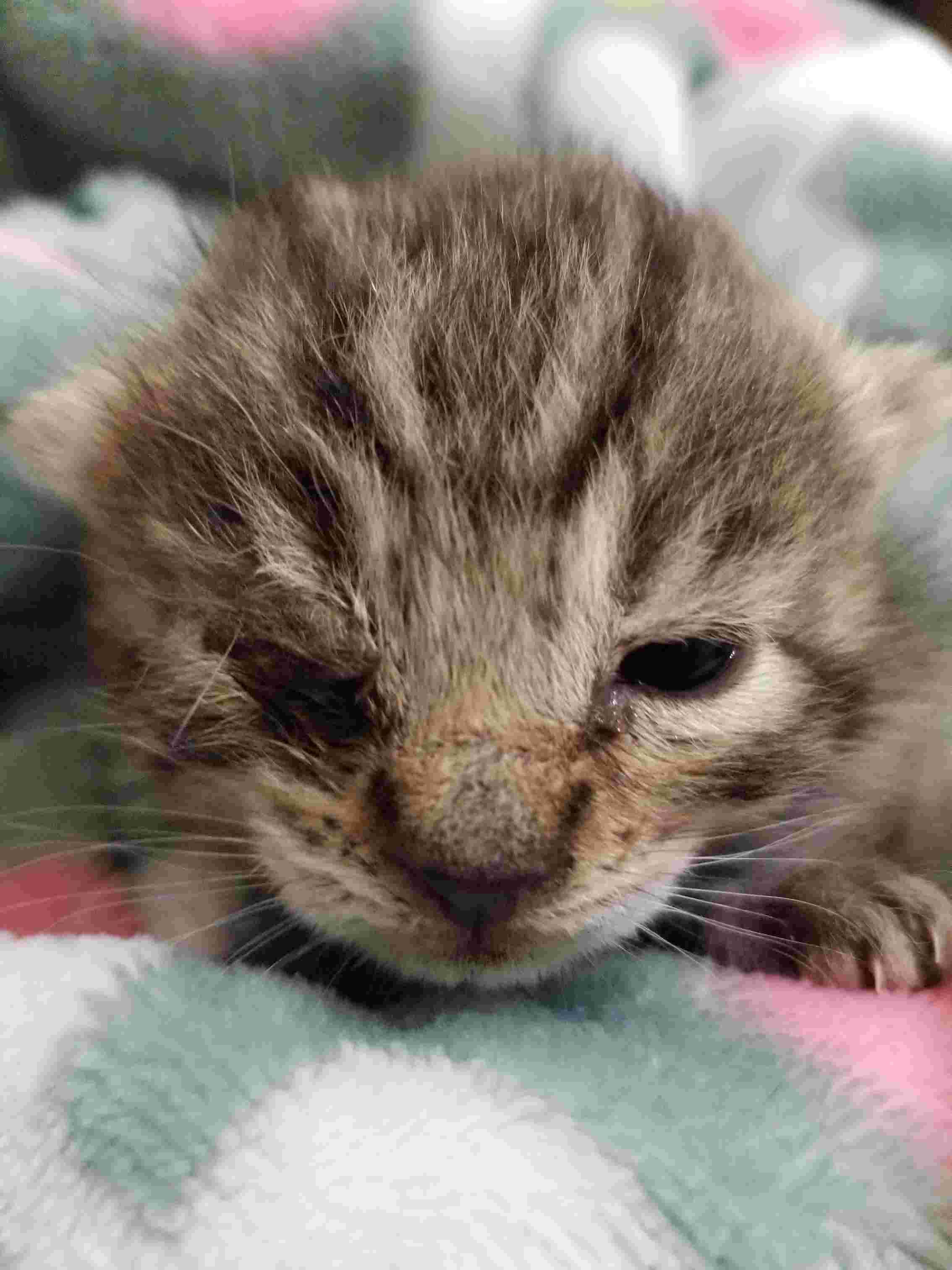 Kitten has crusty eye: antibiotic ointment or warm compresses? | Petco