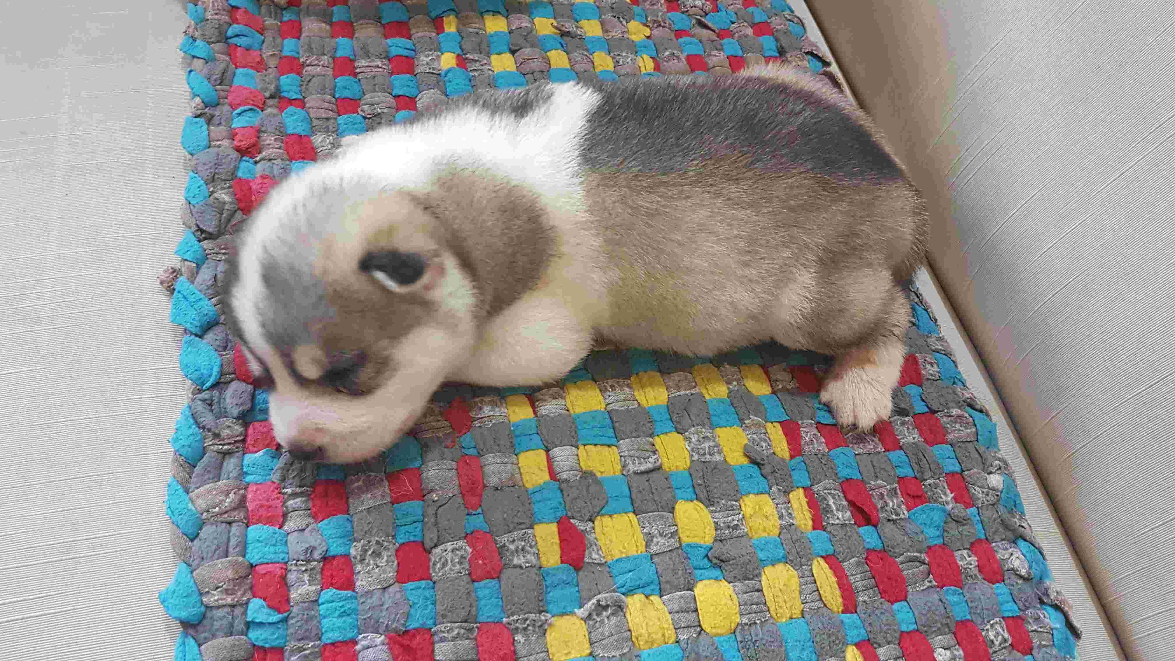 Puppy Markings & Size: Is Your 12-Day-Old Puppy Normal? | Petco
