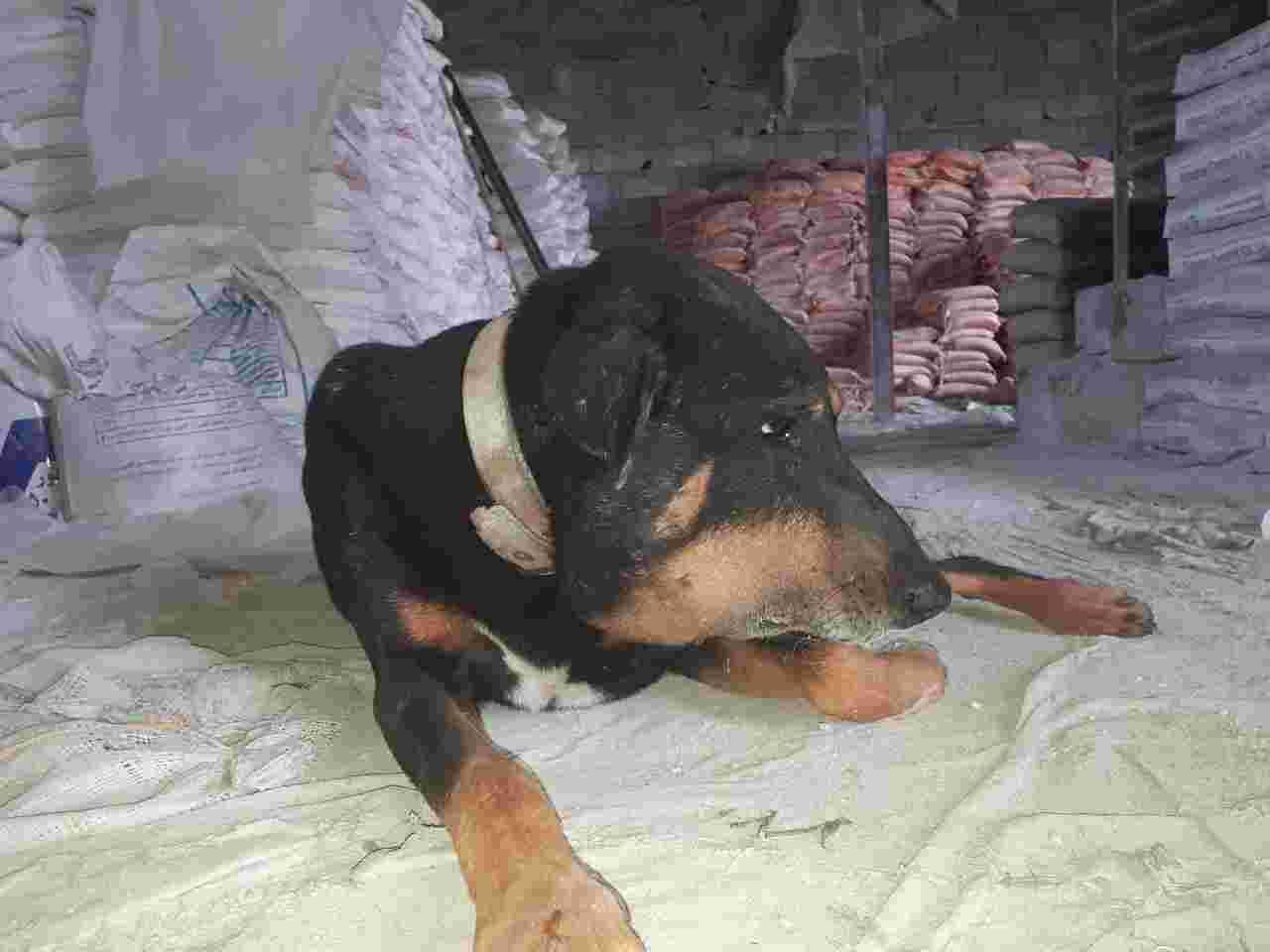 Severe Dog Bite Swelling, Vets Closed? Emergency Steps to Take | Petco