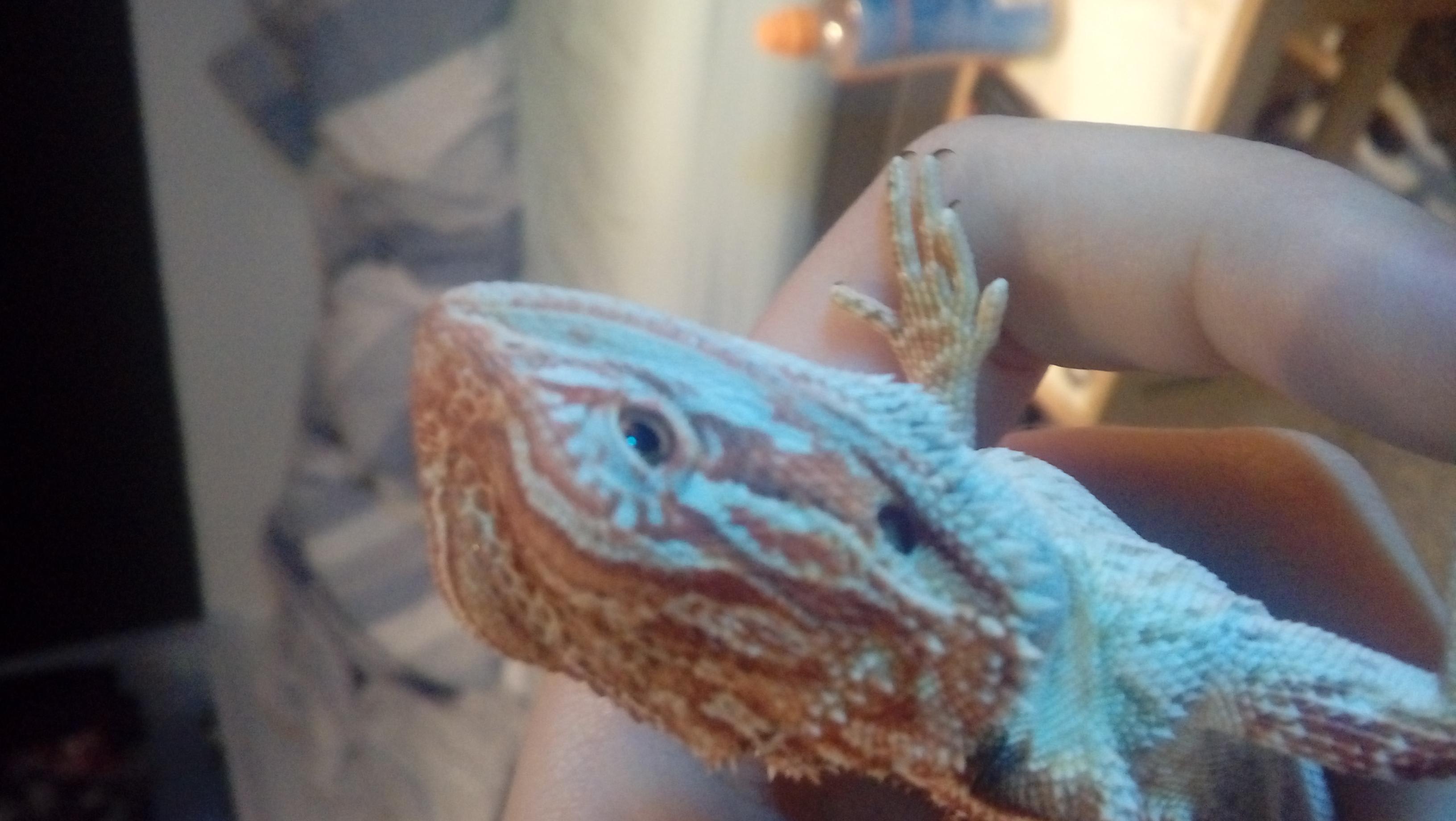 My bearded dragon's eyes are droopy. Is this normal or a problem? | Petco
