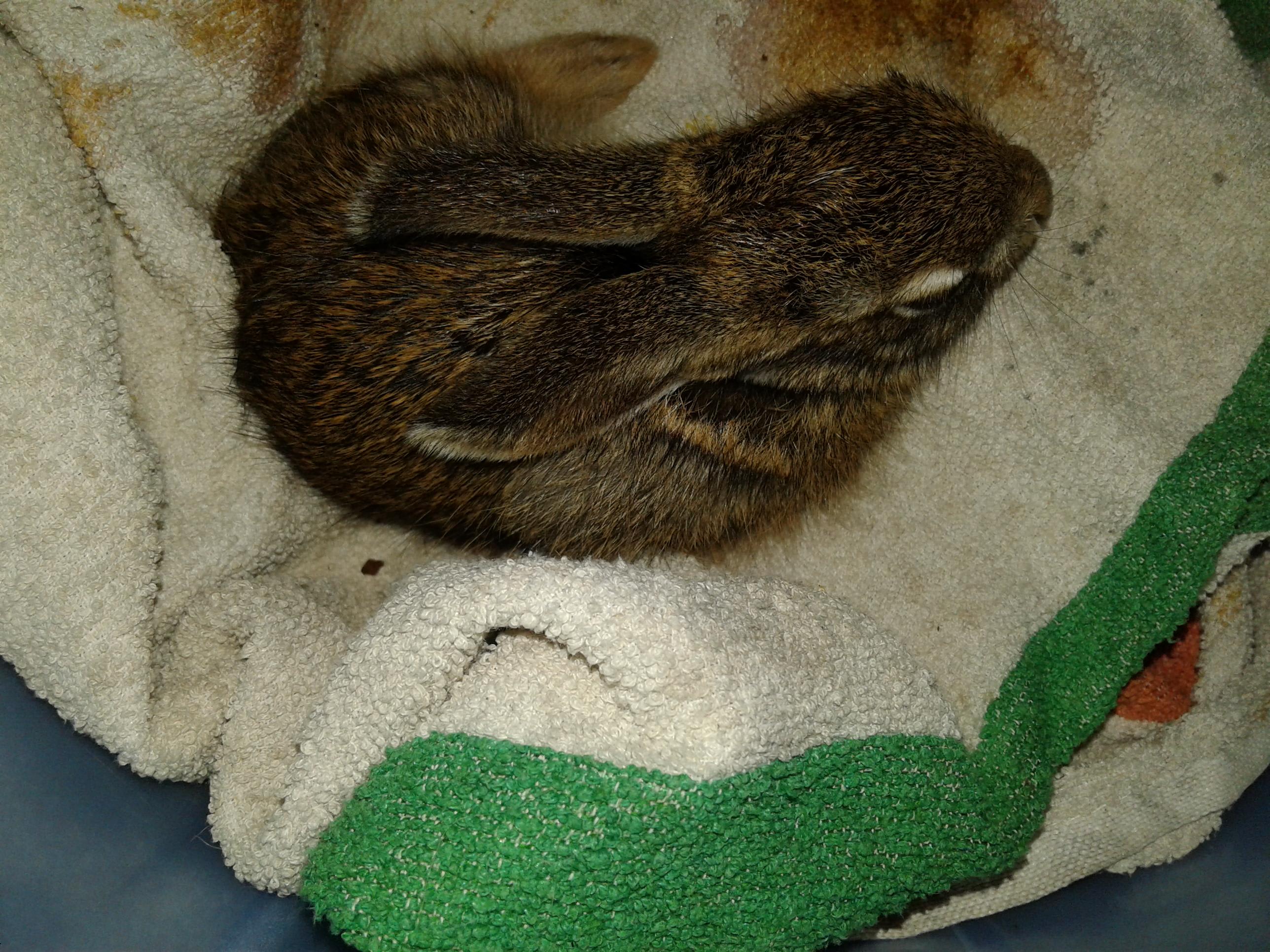 My Baby Rabbit Has a Wound: Treat It & What to Feed It | Petco