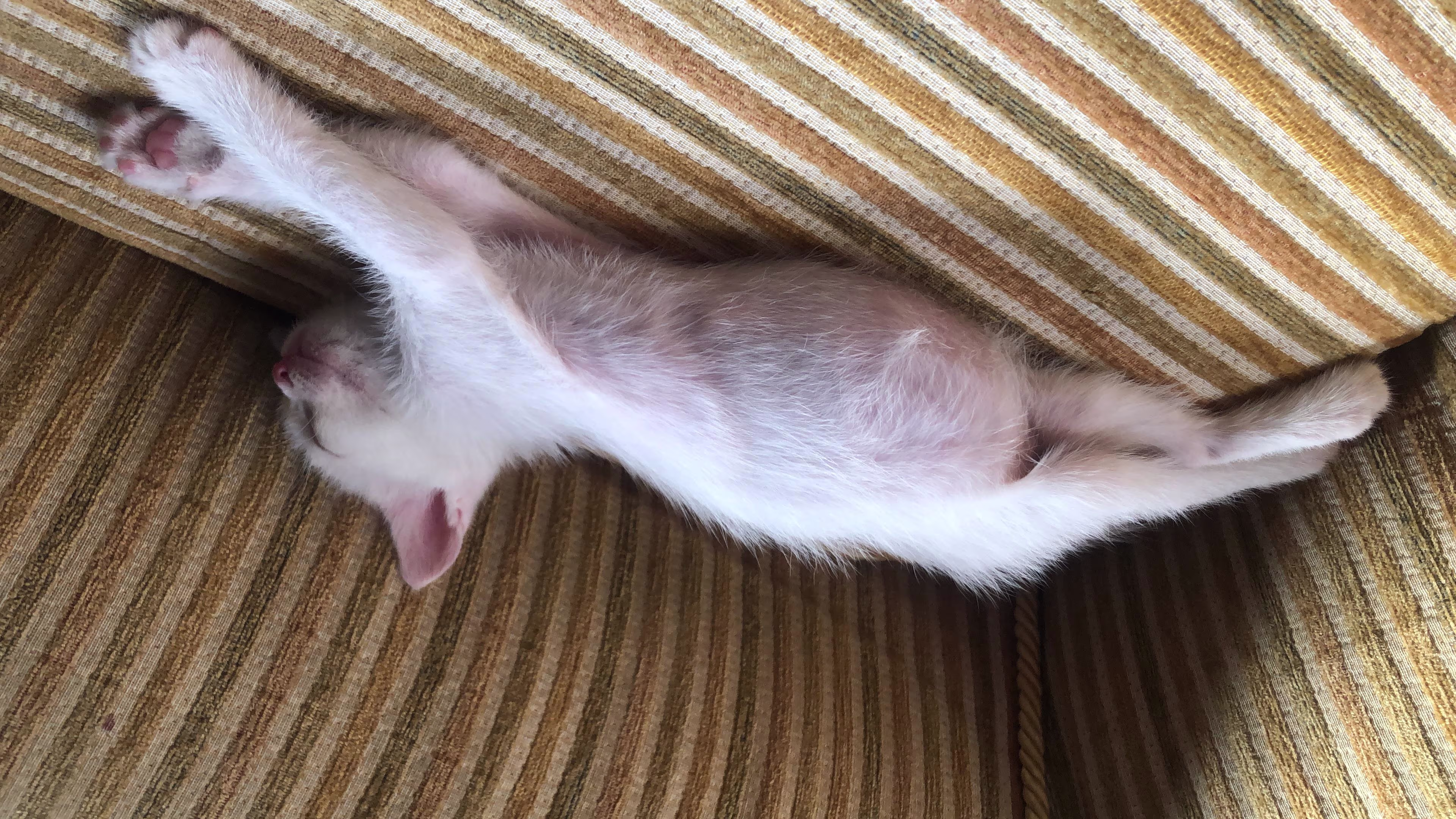 Is my kitten's distended belly normal, or could it be worms? | Petco