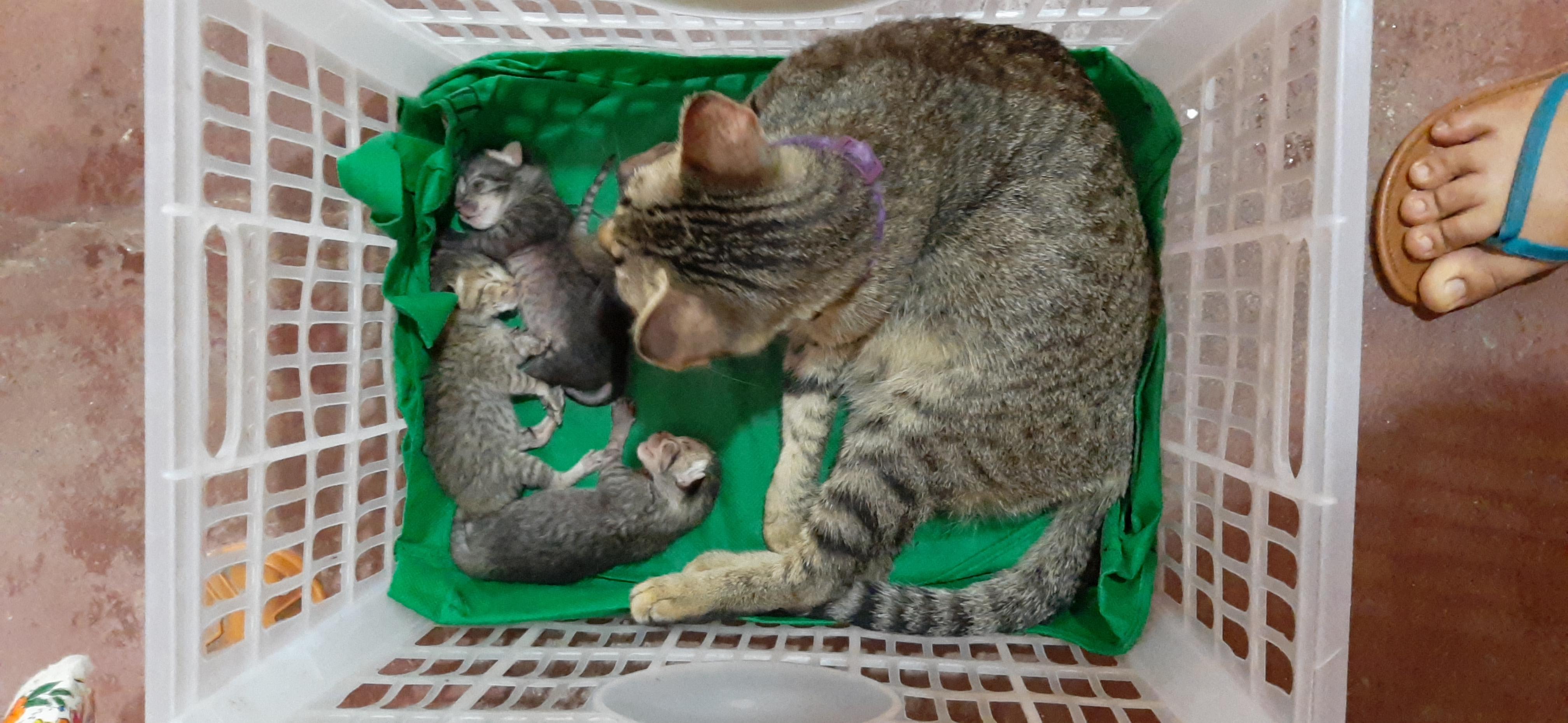 My cat had kittens. Are more inside after birth? What to do? | Petco