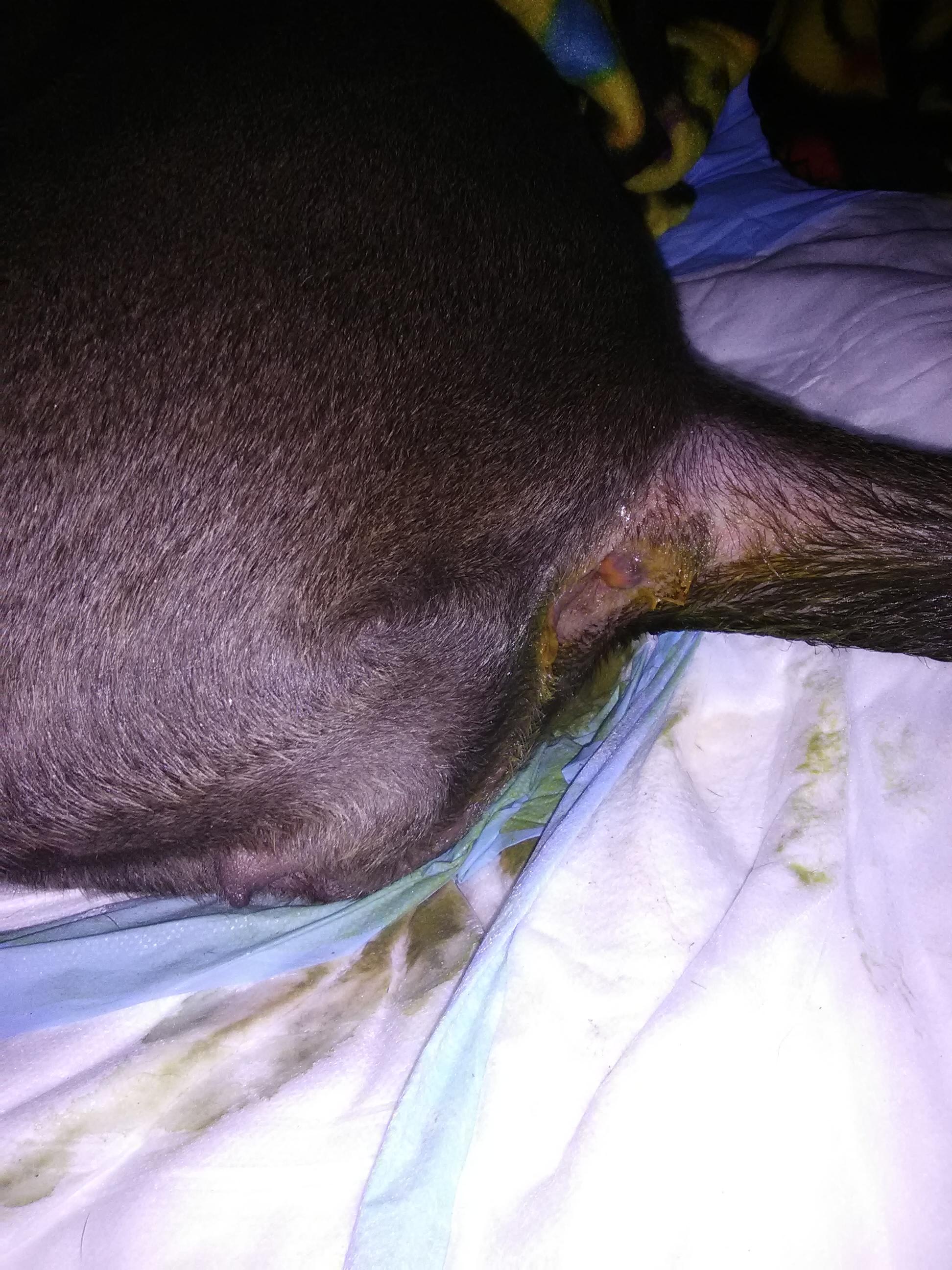 Parvo Dog Diarrhea Leaking While Sleeping? Is It Normal? | Petco