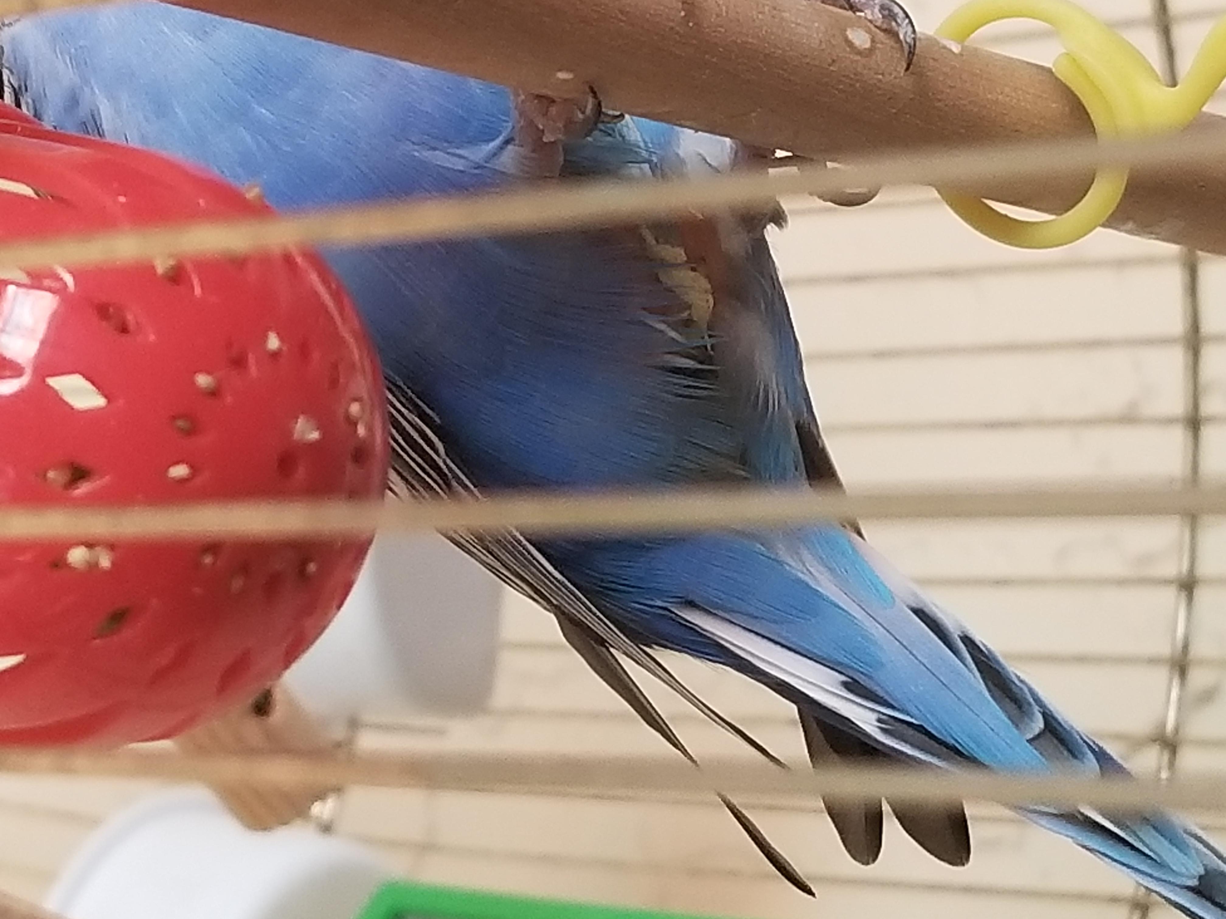 My parakeet is 7yrs old he has lost tge white feathers around his vent ...