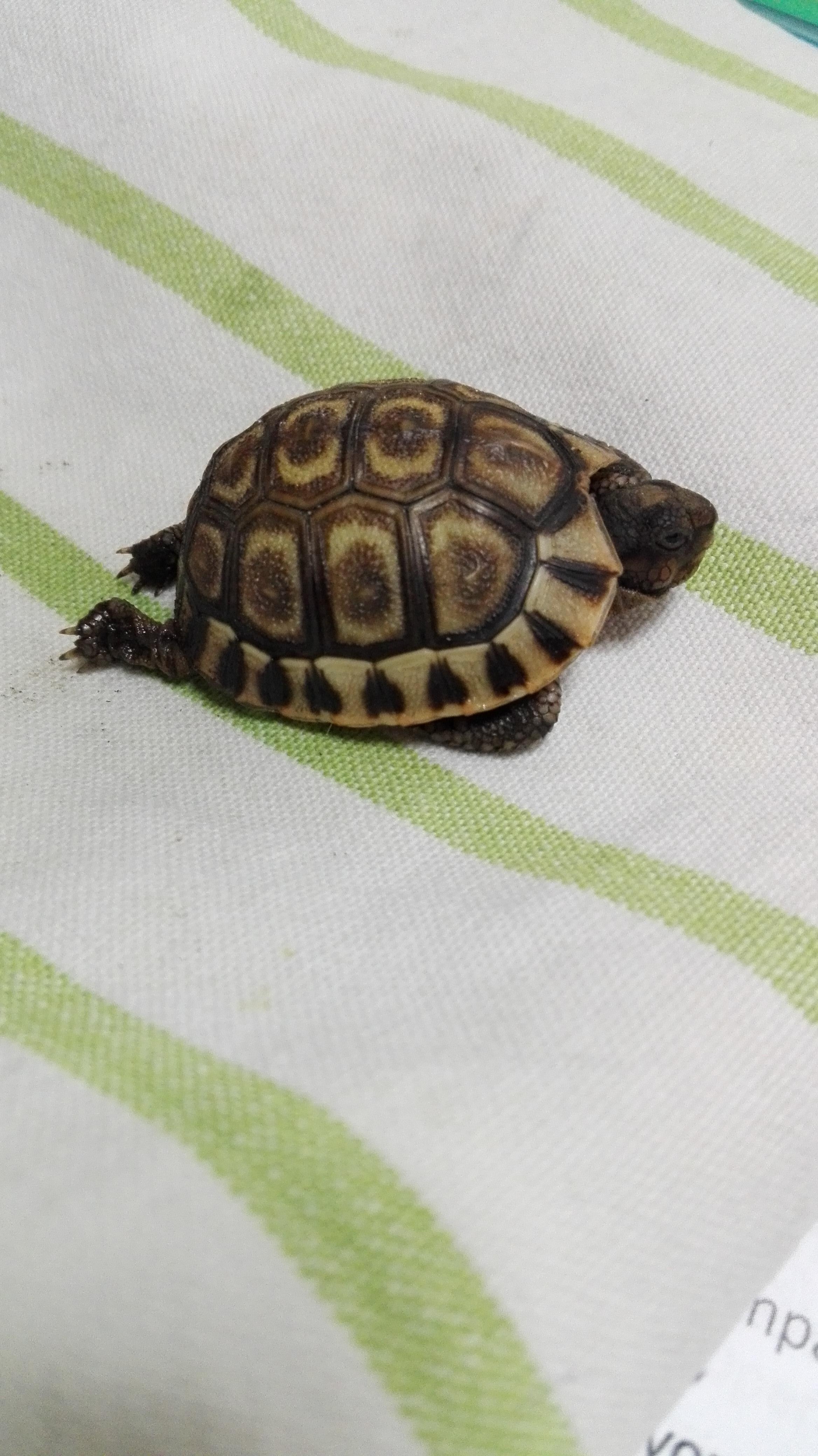 My Baby Tortoise is Weak, Not Eating, Spasms: What's Wrong? | Petco