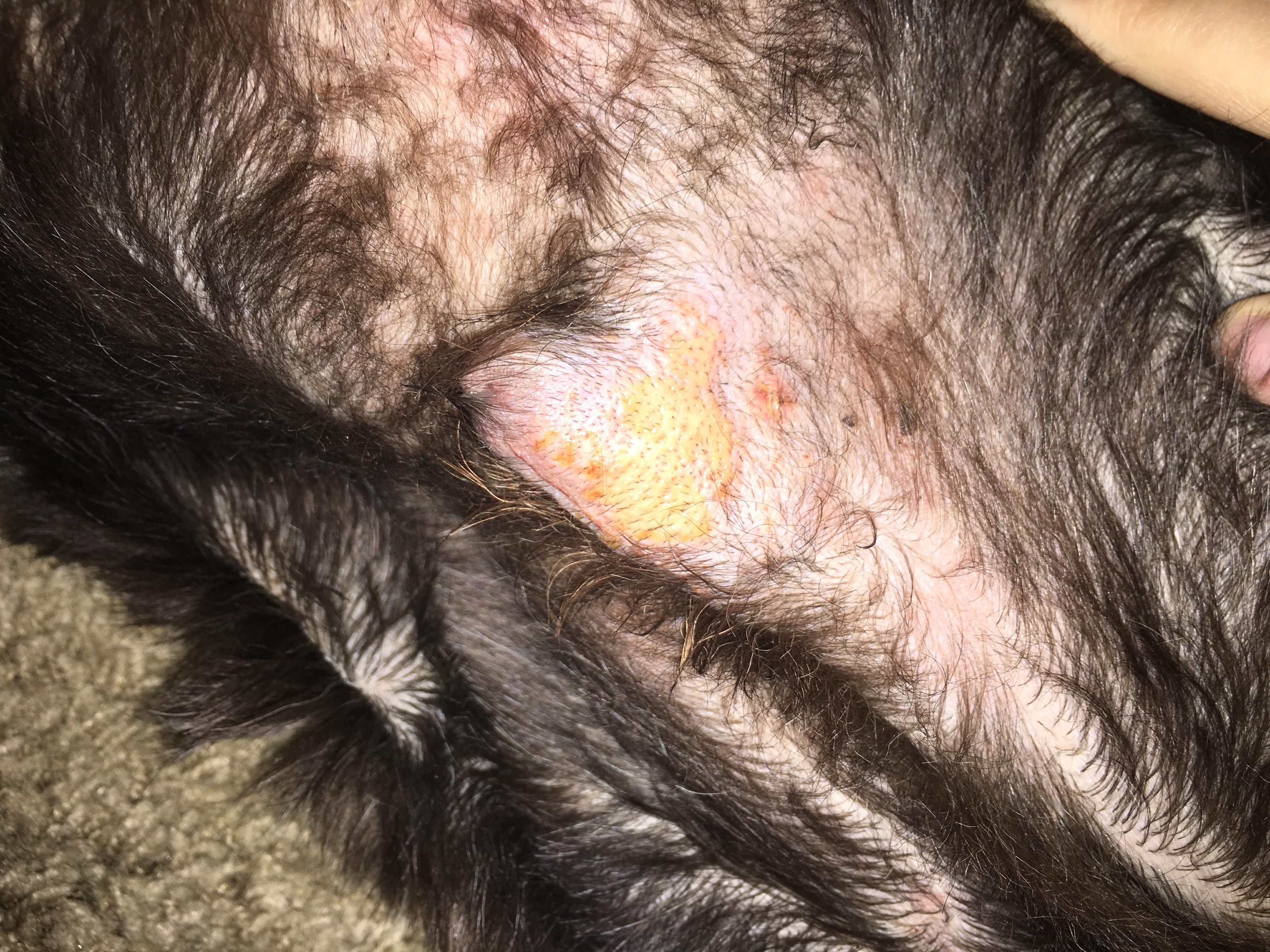 My dog's sheath is discolored and inflamed. What should I do? | Petco
