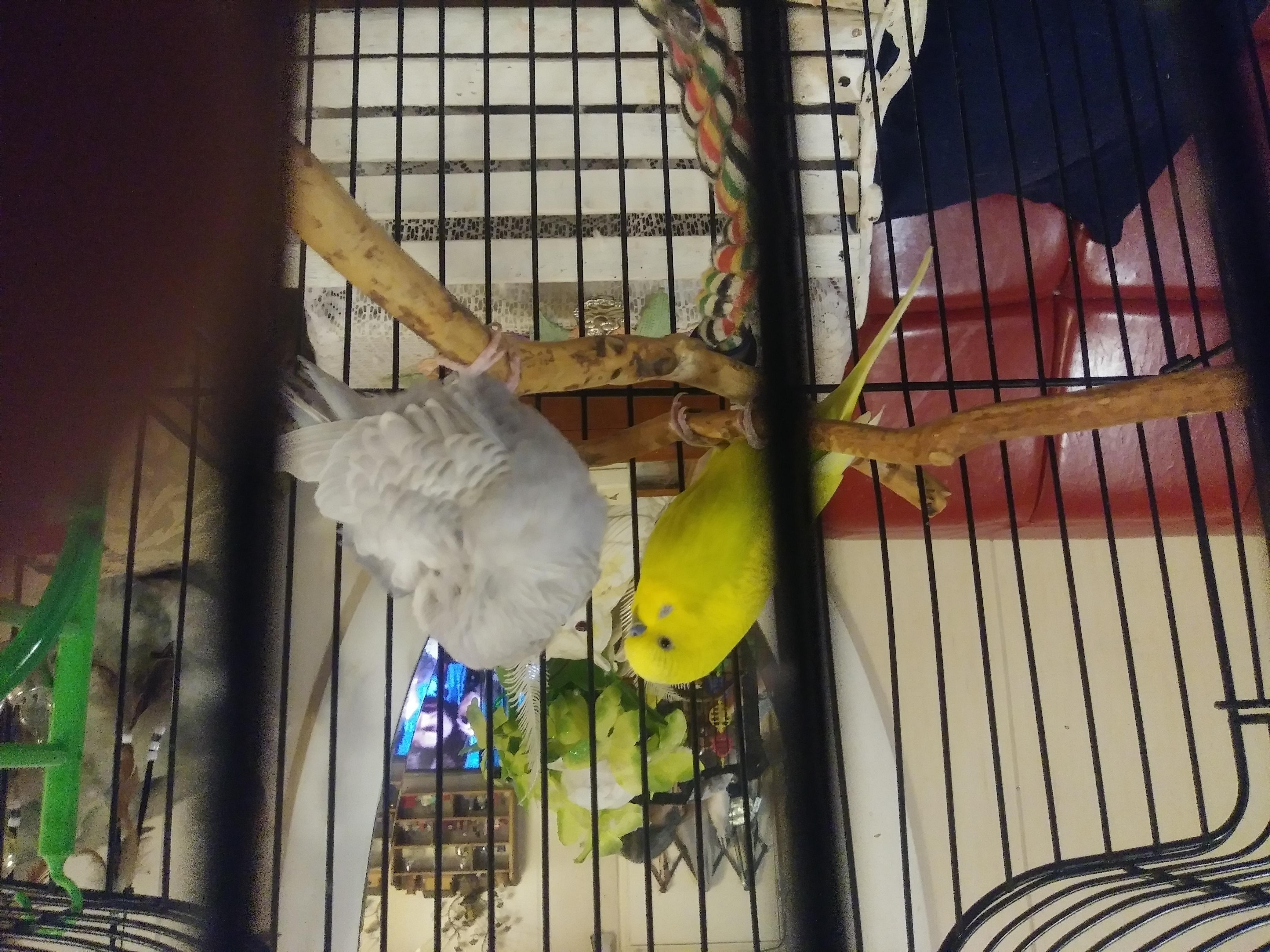 Parakeet Puffed, Tail Bobbing, Sleeping? Vet Too Costly? | Petco