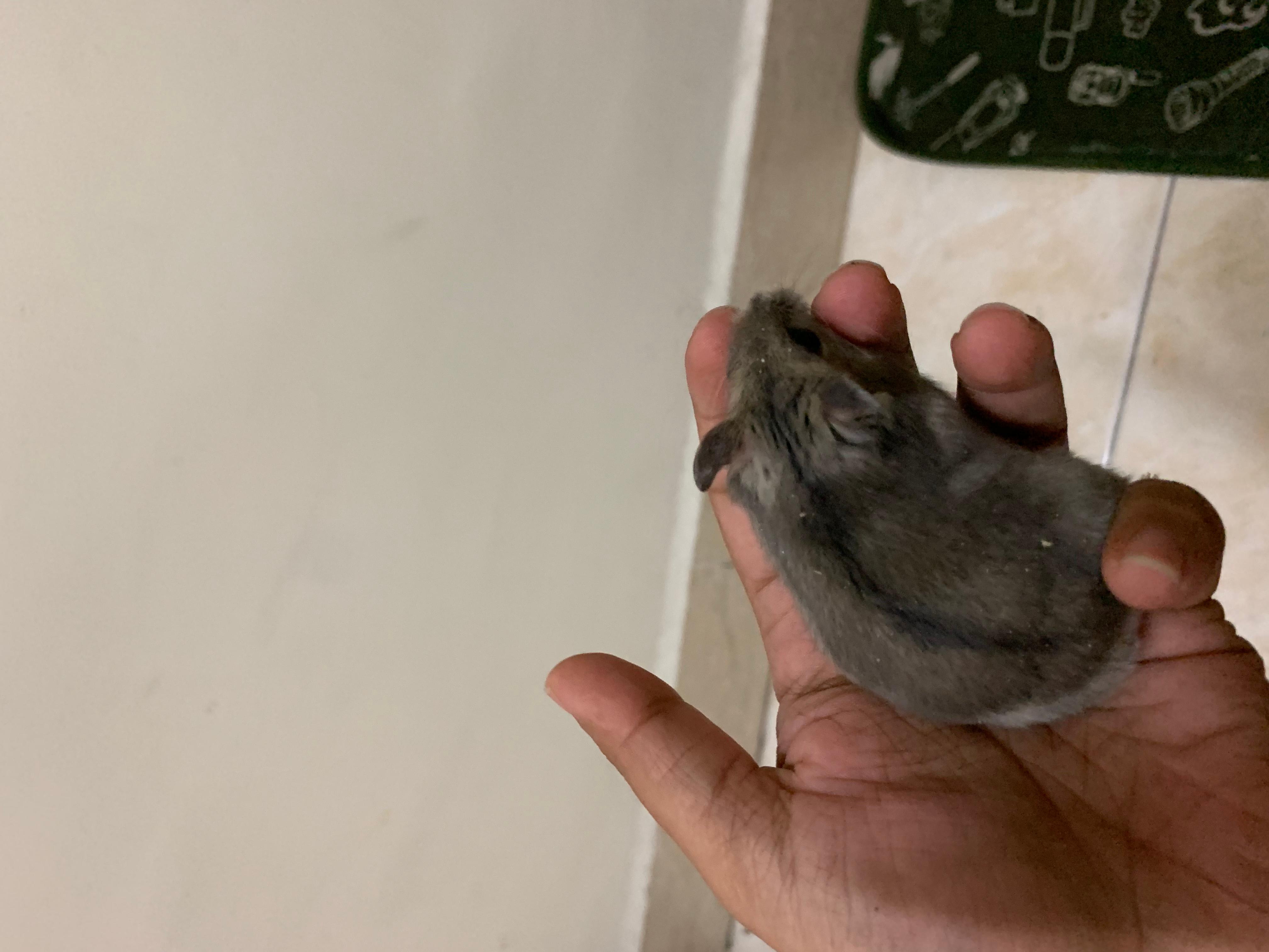 Is my female hamster pregnant? Swollen belly, restless, drinking | Petco
