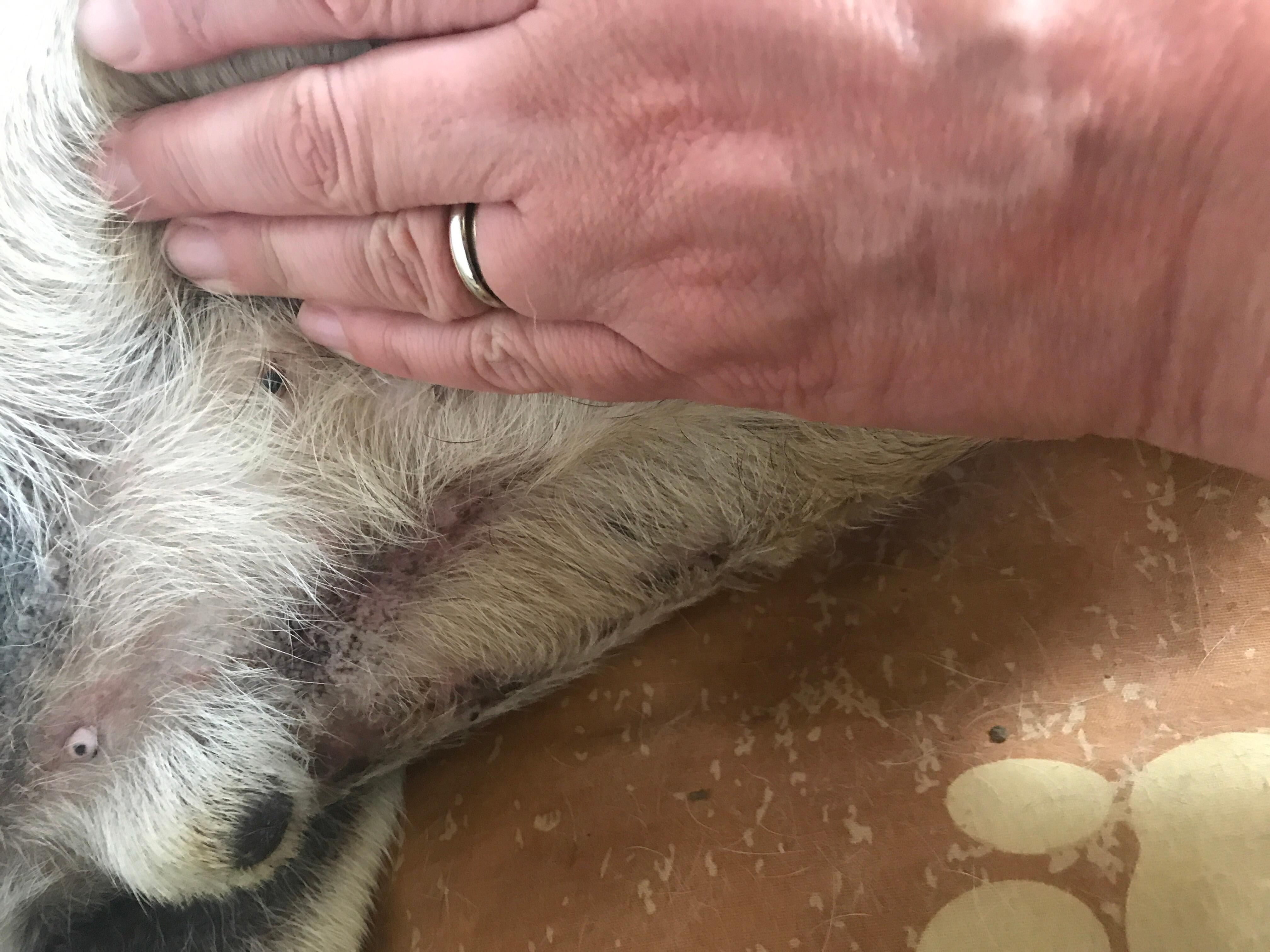 My Pug Has Itchy Skin, Fur Loss, Black Scabs. Is It Skin? | Petco