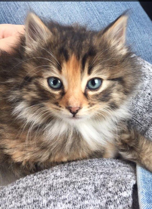 My Cat Licks Wound: Can I Use Dog Cream or Germi-Stat? | Petco
