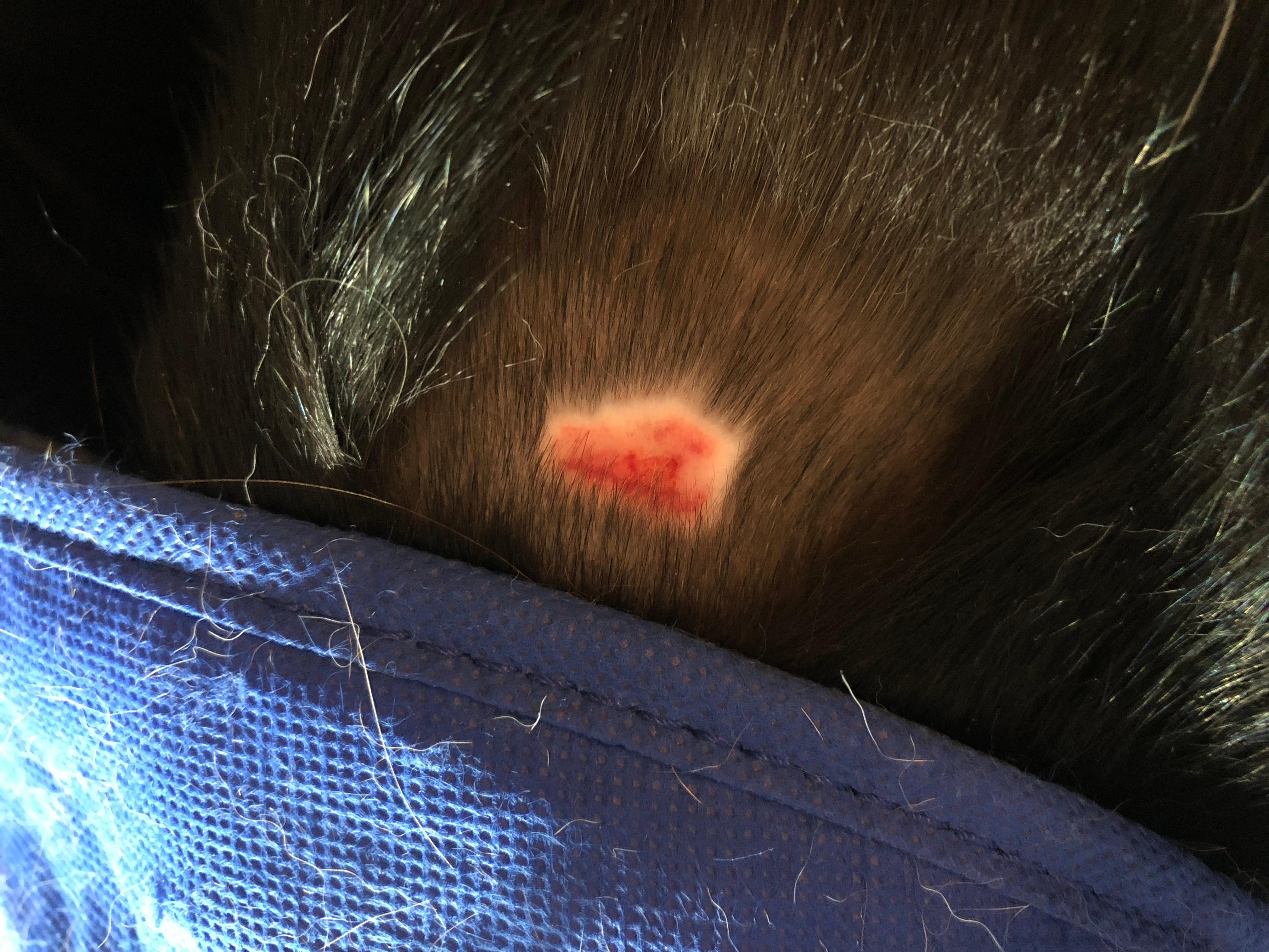 Cat Wound Red After Scab Fell Off? Is It Normal Healing? | Petco