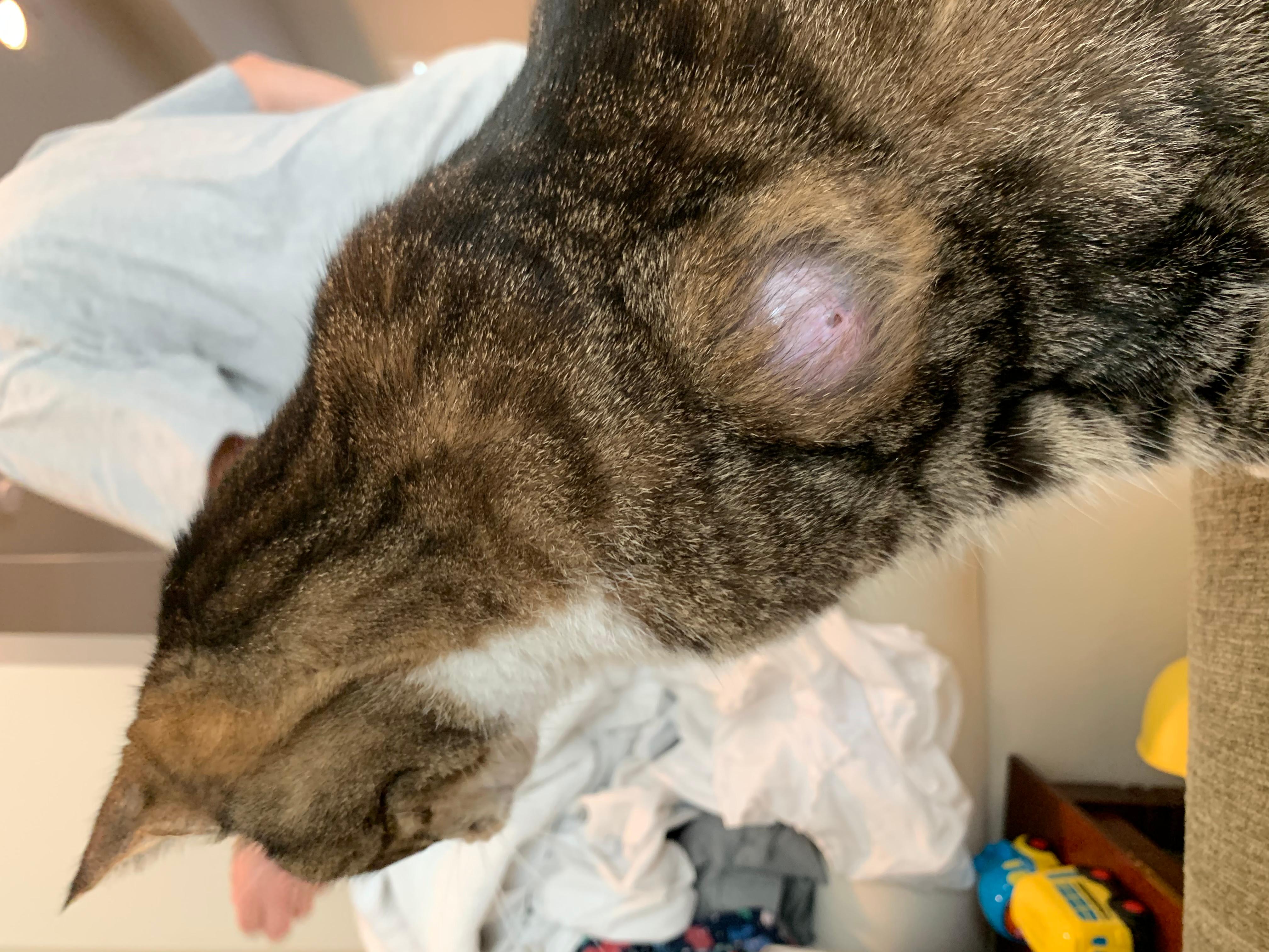 Old cat has a growing, discolored tumor. What are my options? | Petco