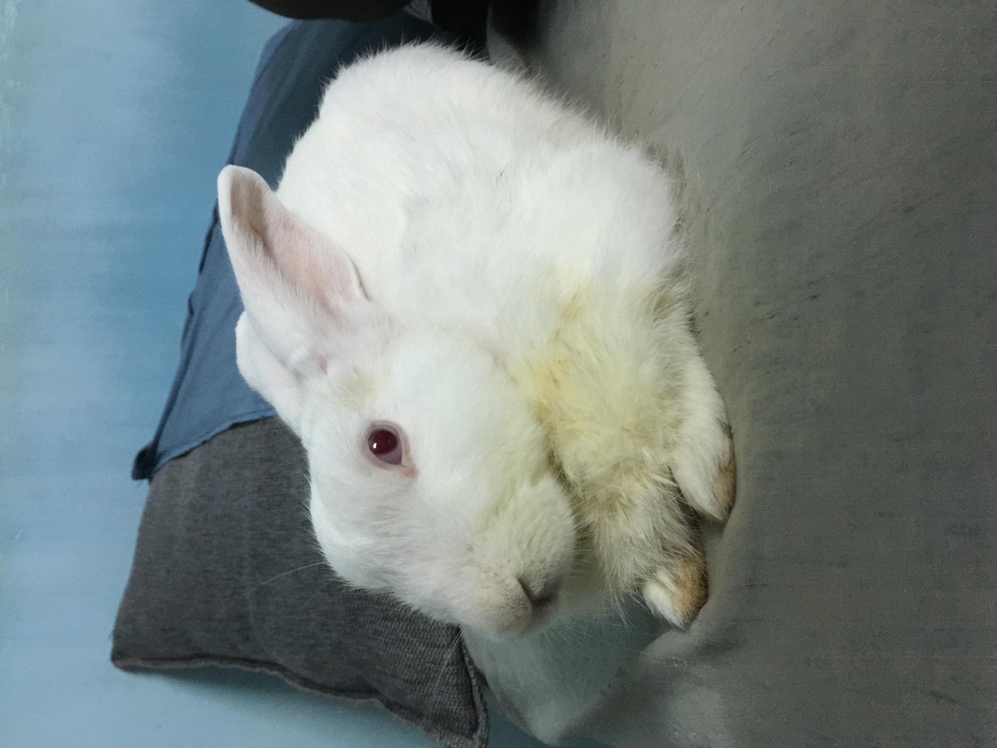My rabbit won't eat, is constipated, has red pee. What's wrong? | Petco