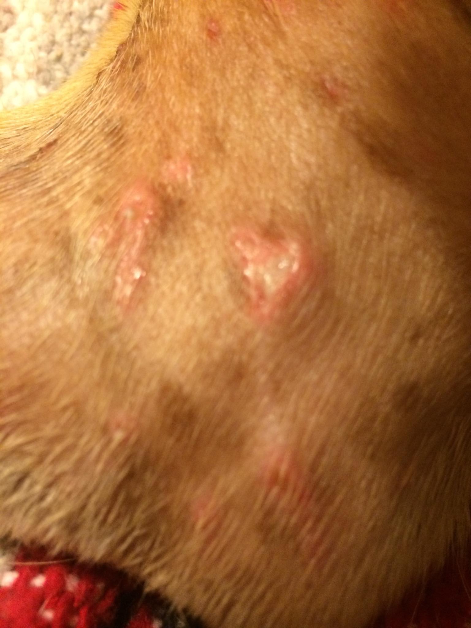 Dog's Infected Wound, No Vet? Treat It Safely at Home | Petco