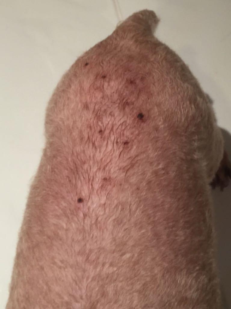 Are spreading black spots on senior poodle's back normal or aging? | Petco