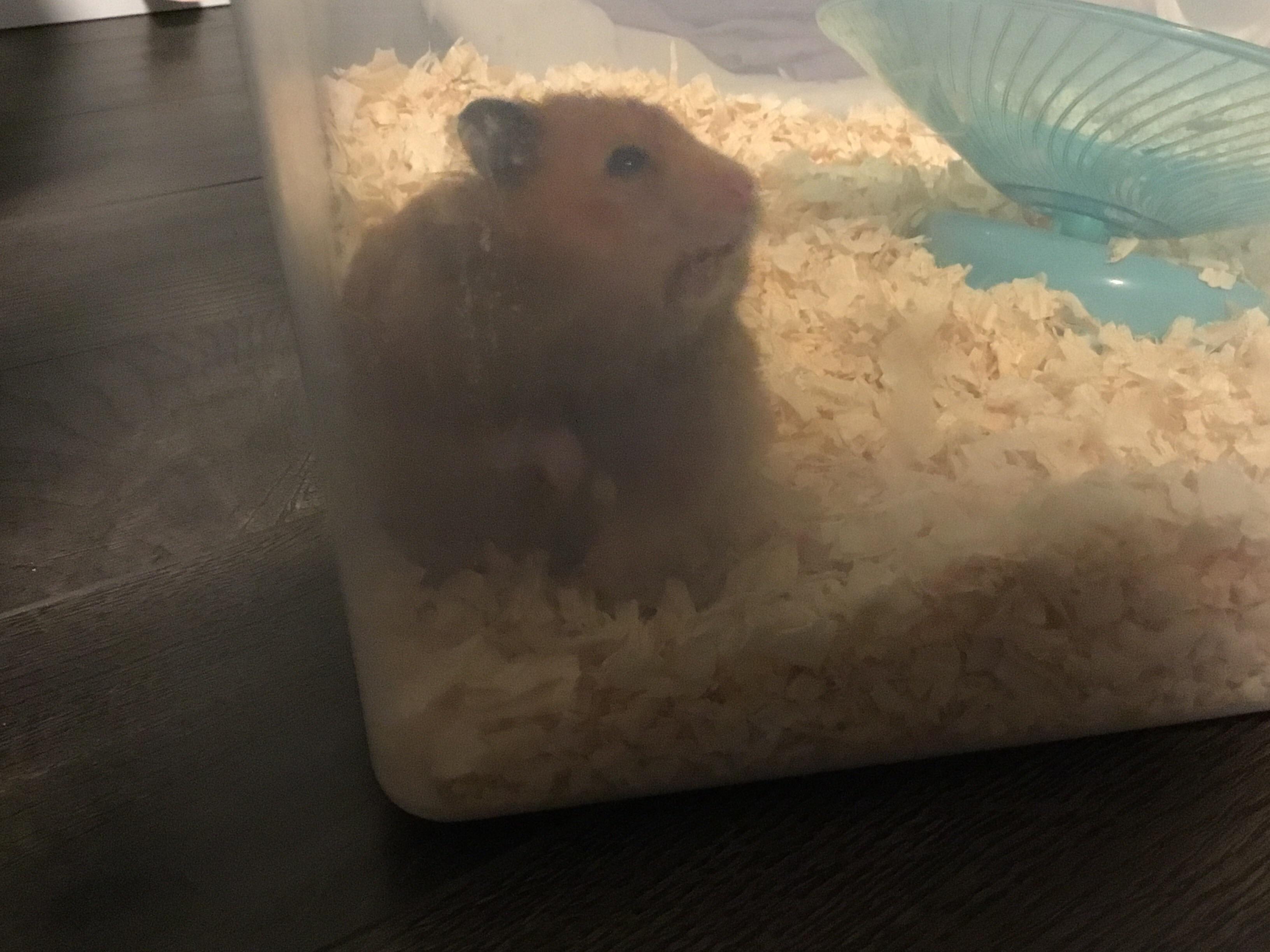Why does my hamster have a new shoulder lump but seems fine? | Petco