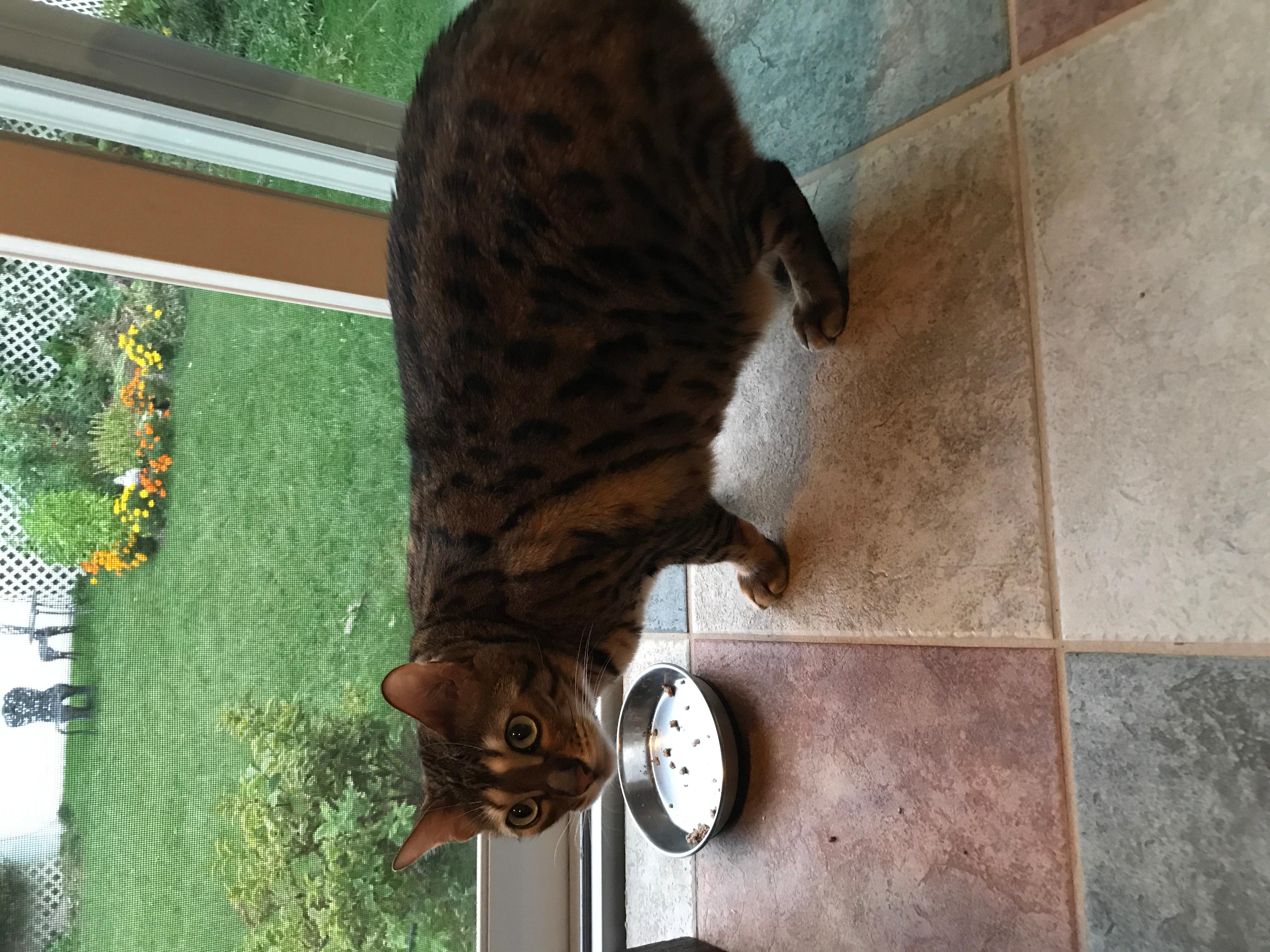 My Overweight Bengal is Hungry: Am I Starving Her? Get Help | Petco