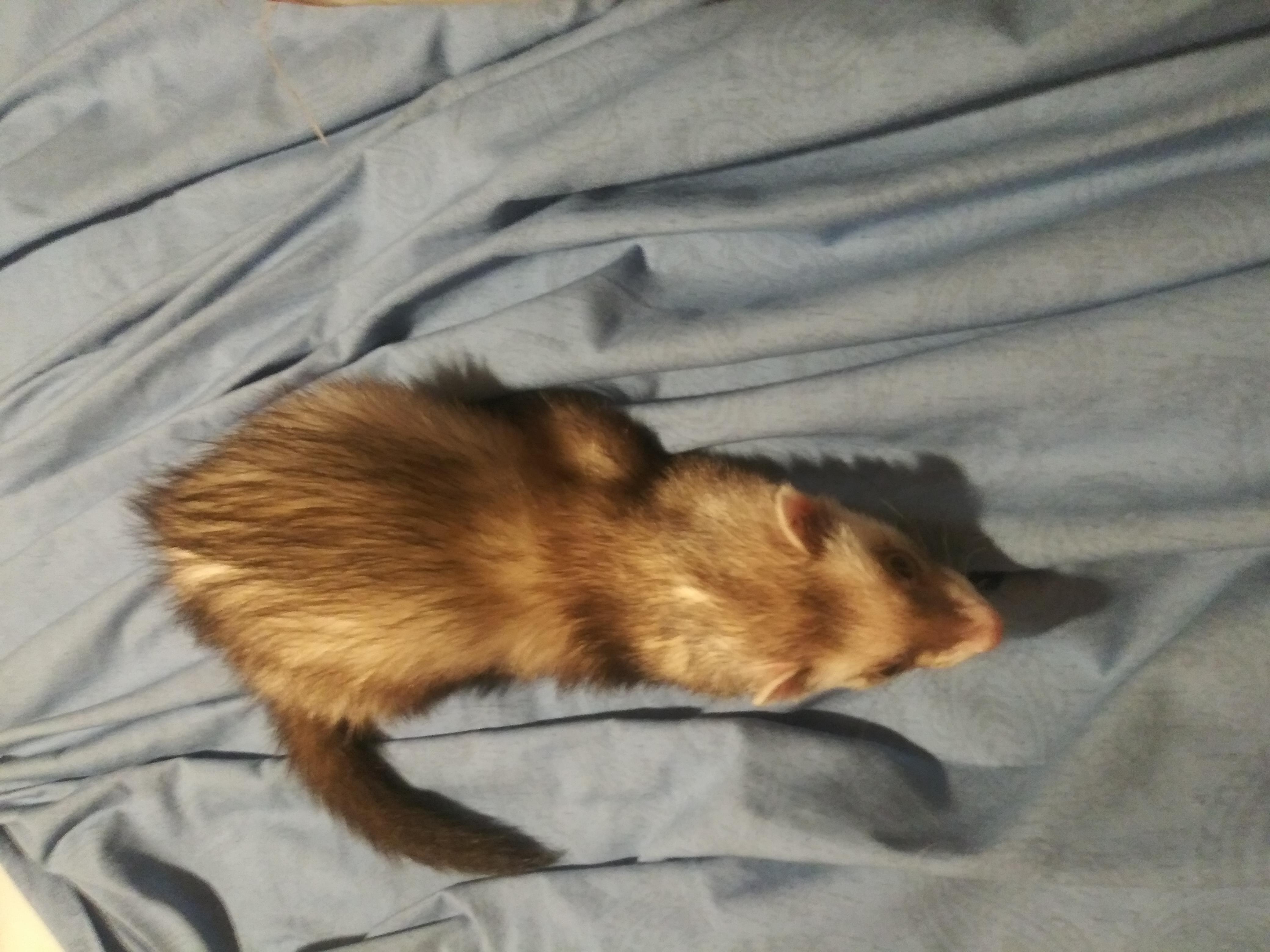 My ferret's neck swollen & tired: Is it a vet emergency? | Petco