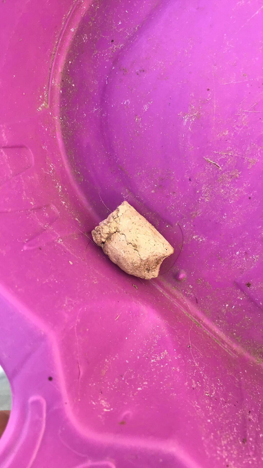 Dog Poop White, Hard, Chalky? Should You Change Food? | Petco