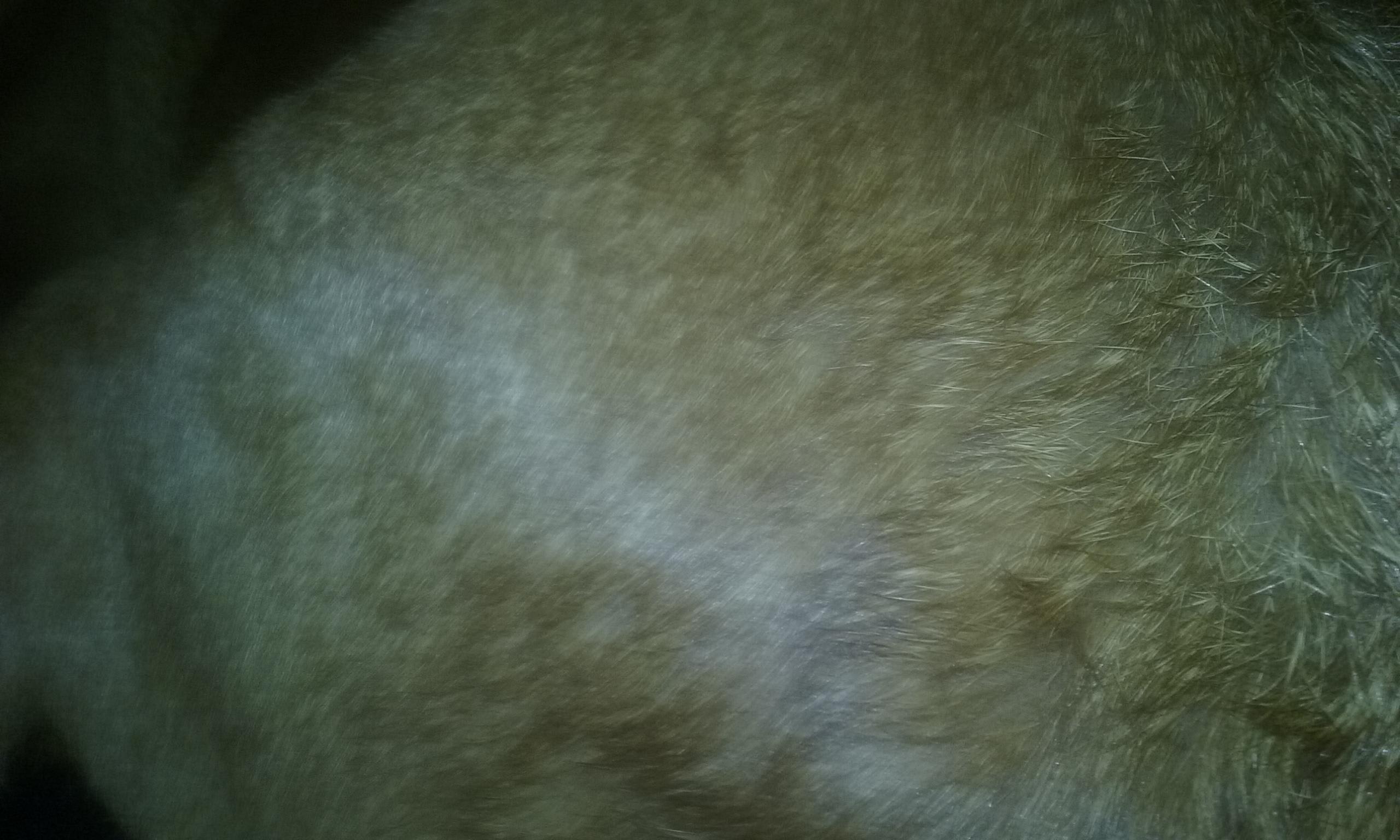 My Dog's Rear Is Raw From Scratching? Stop Itching & Heal | Petco