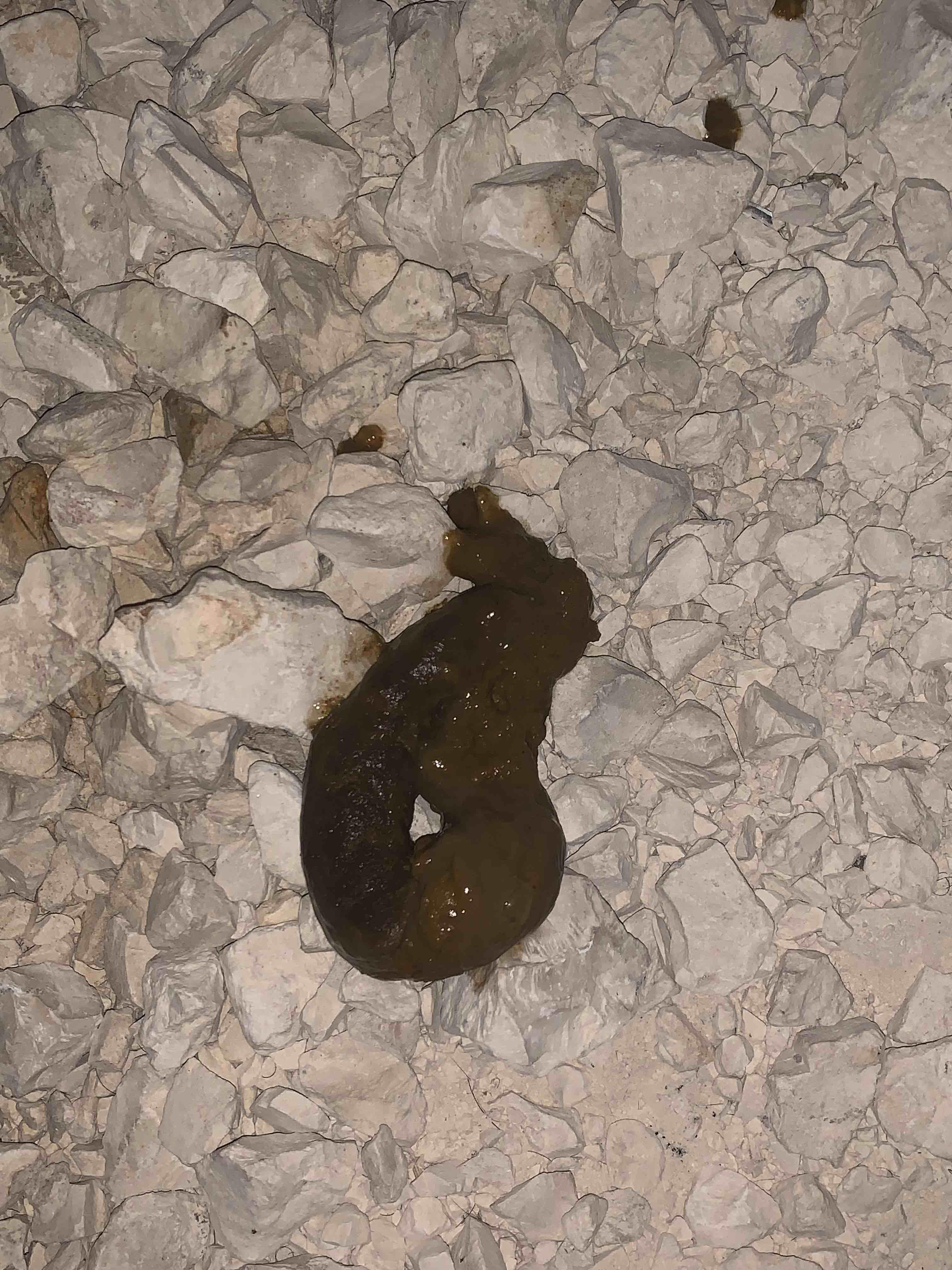 My Dog Has Slimy Poop: Is It a Colitis Flare-Up? Find Out Now | Petco