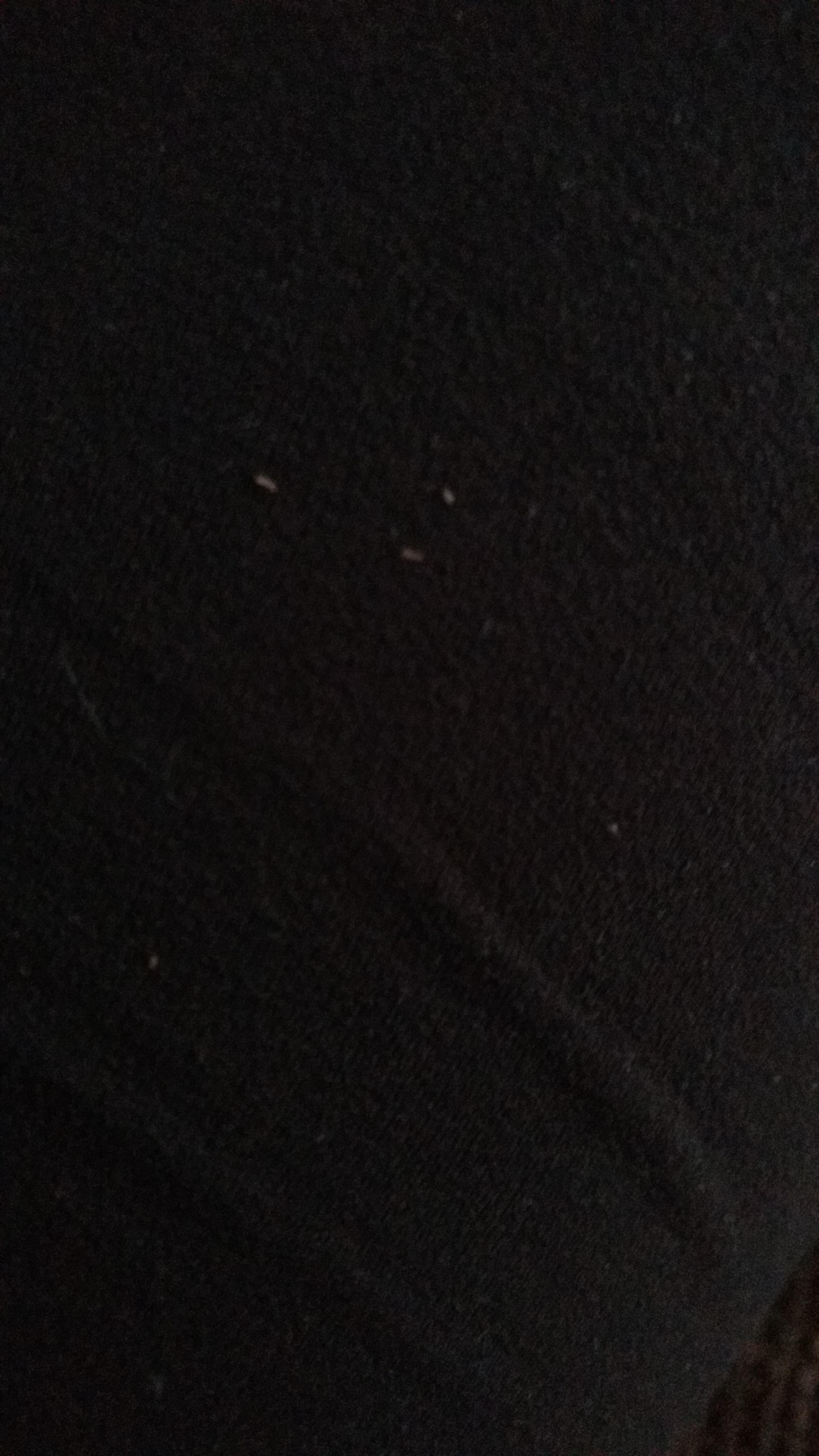 My Pet Rat Has Lice: How to Treat & Are They Safe for Humans? | Petco