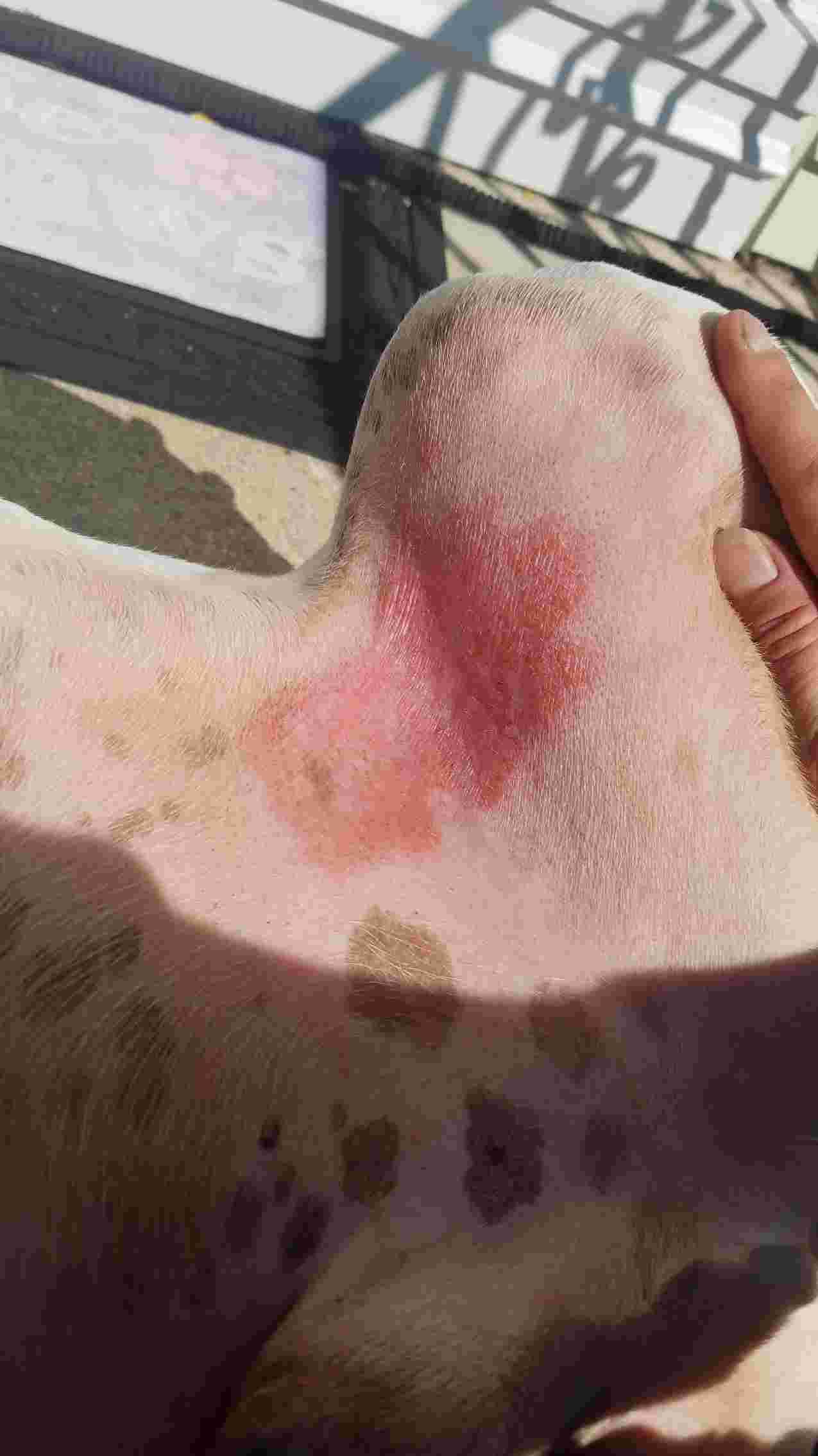 Dog's Persistent Groin Rash Not Healing with Vet Meds? What Now? | Petco