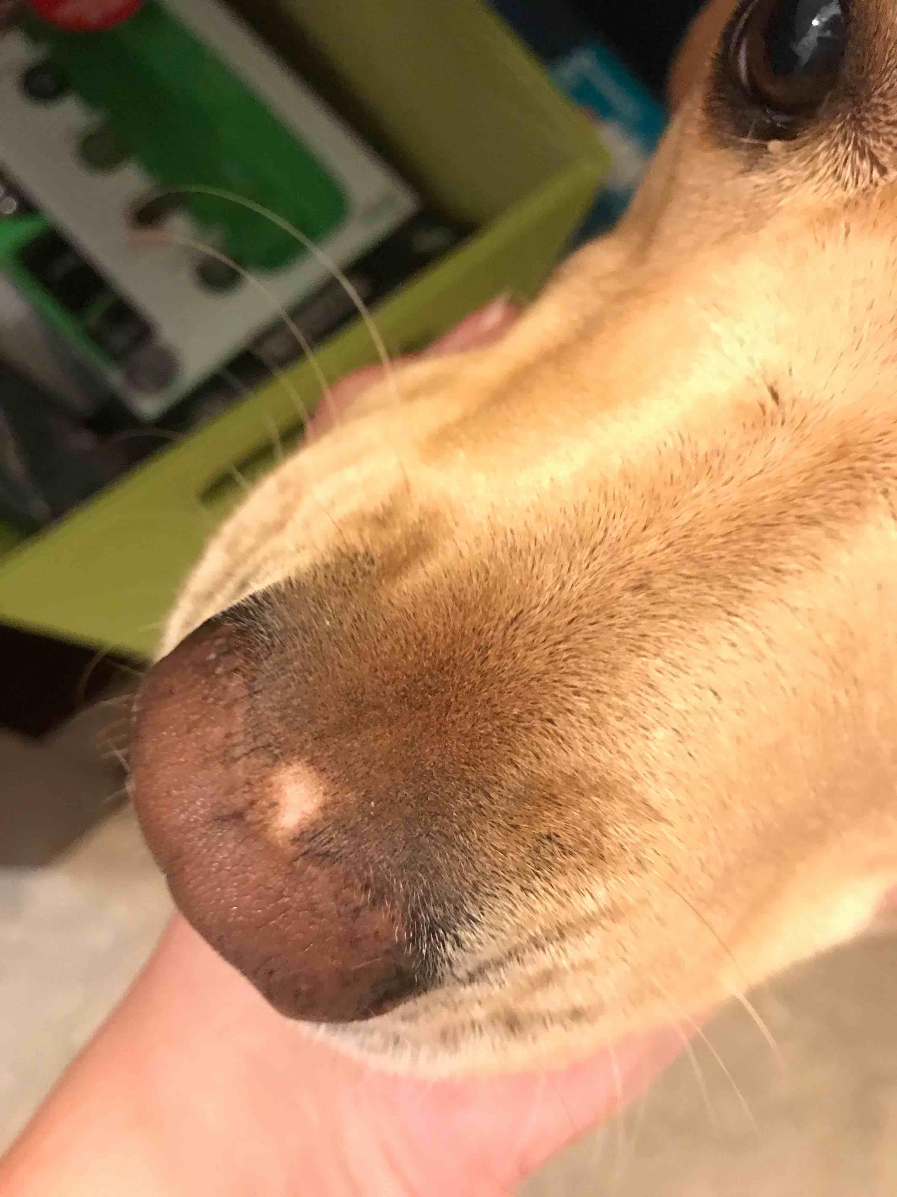 My Dog Has a Pink Scraped Nose: Ointment or Vet Visit? | Petco