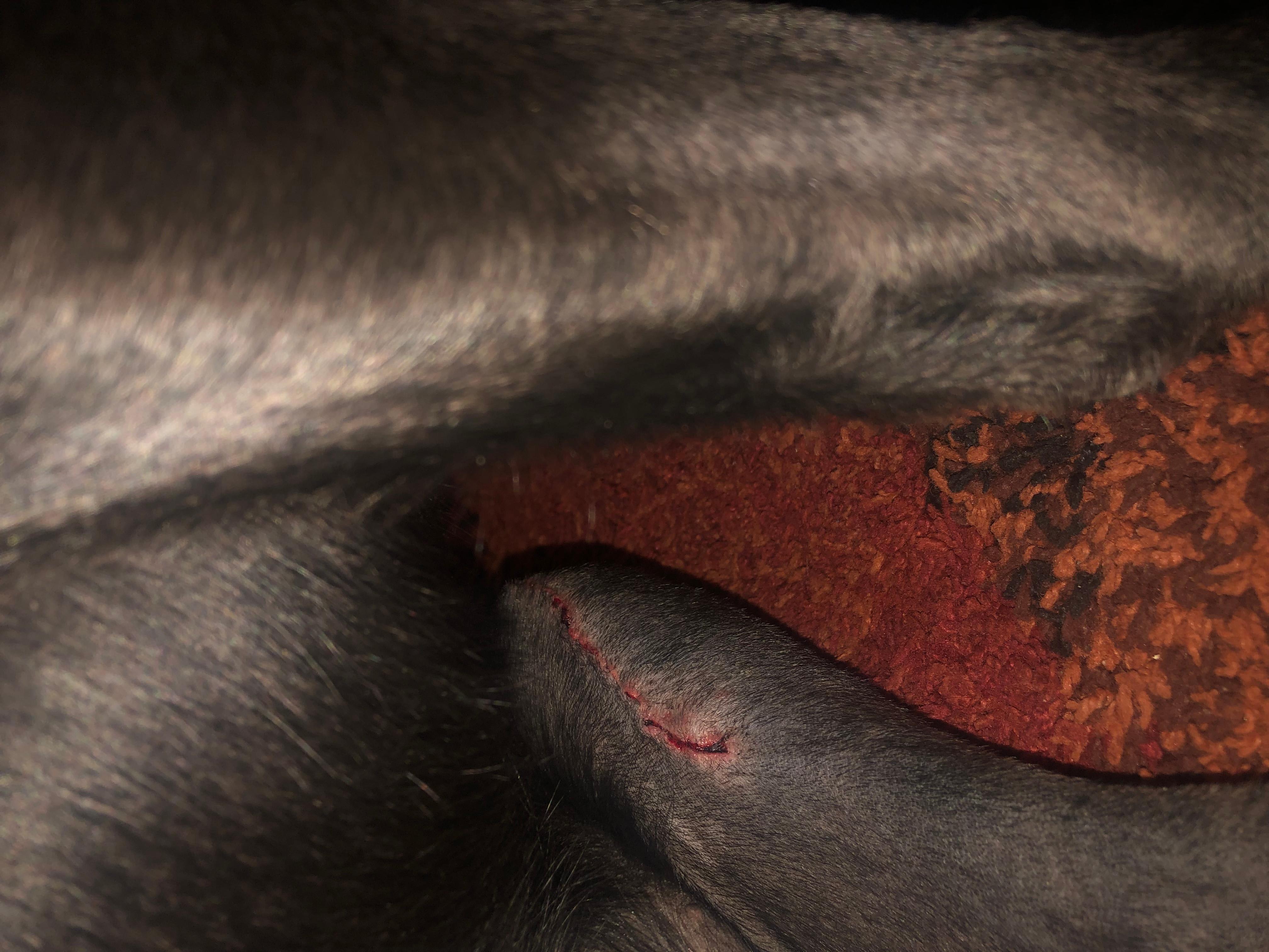 My Dog Scratched Incision Scab. When to Worry & See a Vet | Petco