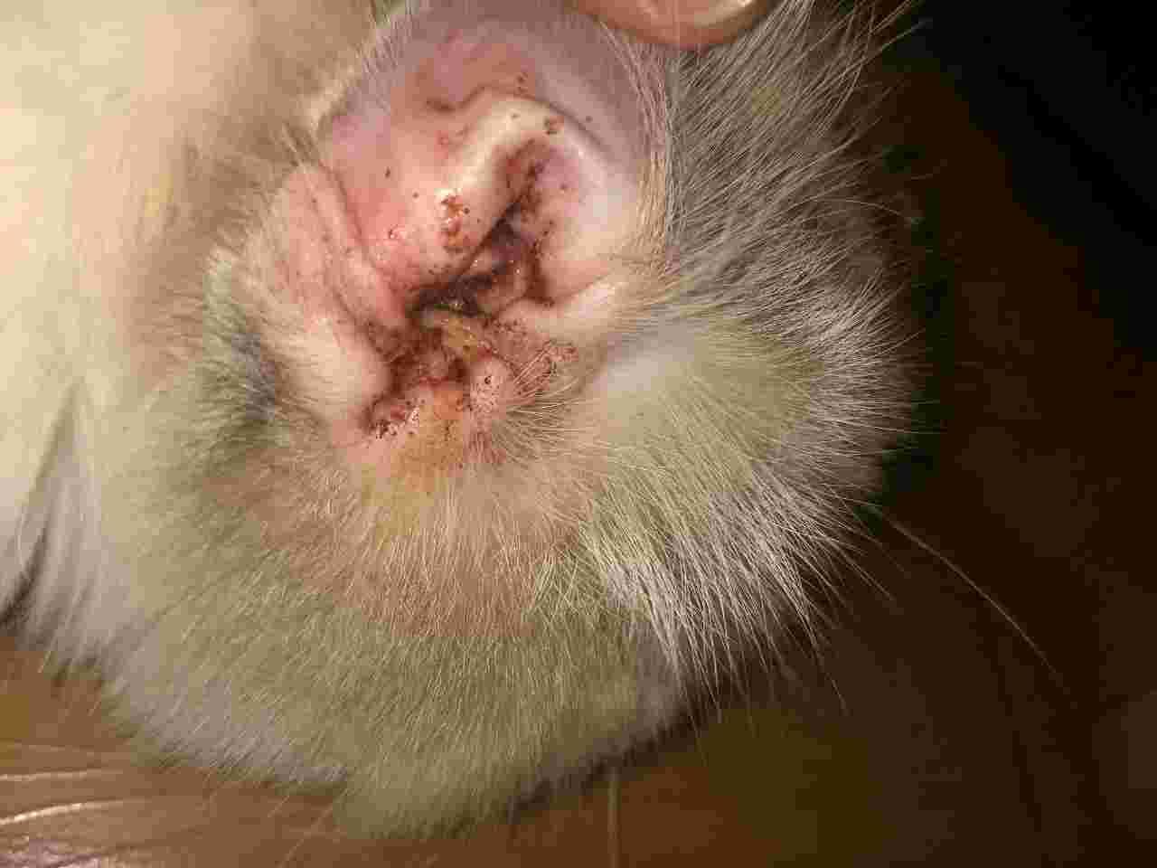My Cat Has Itchy Ears & Blood Clots: Is It a Serious Infection? | Petco