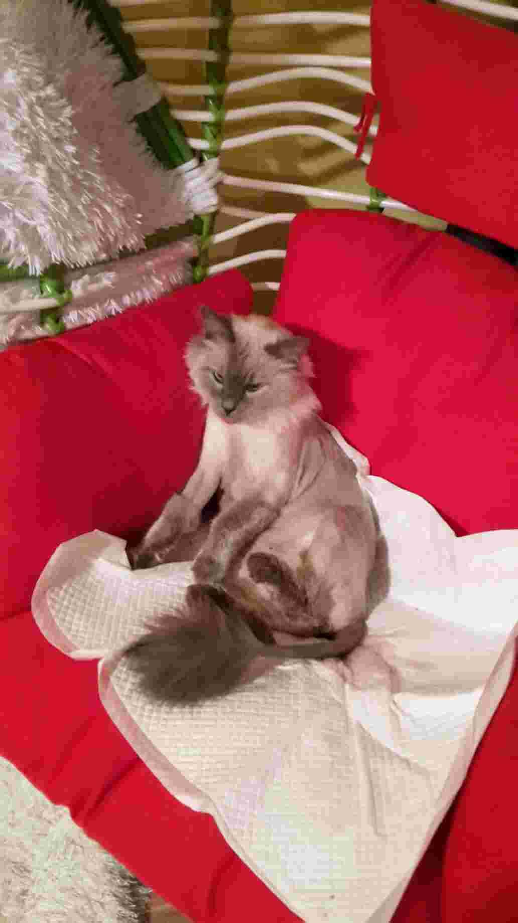 My cat has bladder stones, isn't eating, pees pink. What's wrong? | Petco