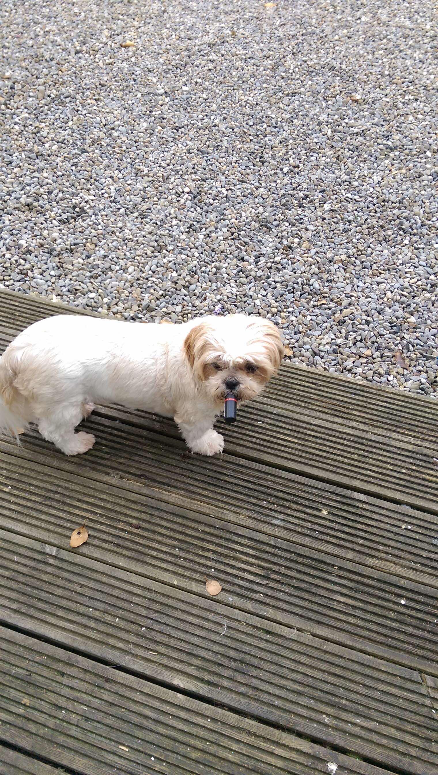 Why is my Shih Tzu constipated with bloody stool and sore bum? | Petco