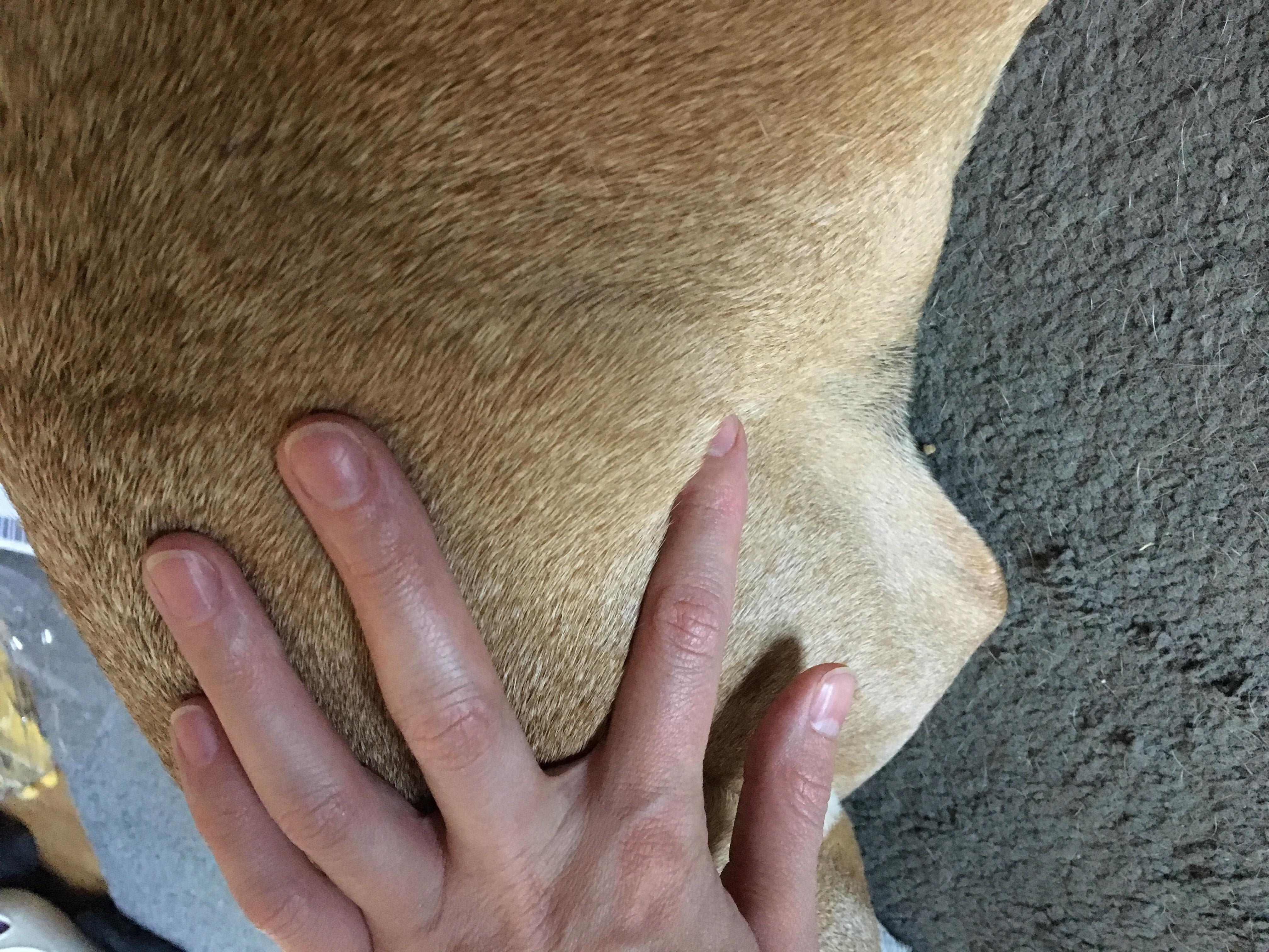 My dog has a lump at injection site after shots. Is it serious? | Petco