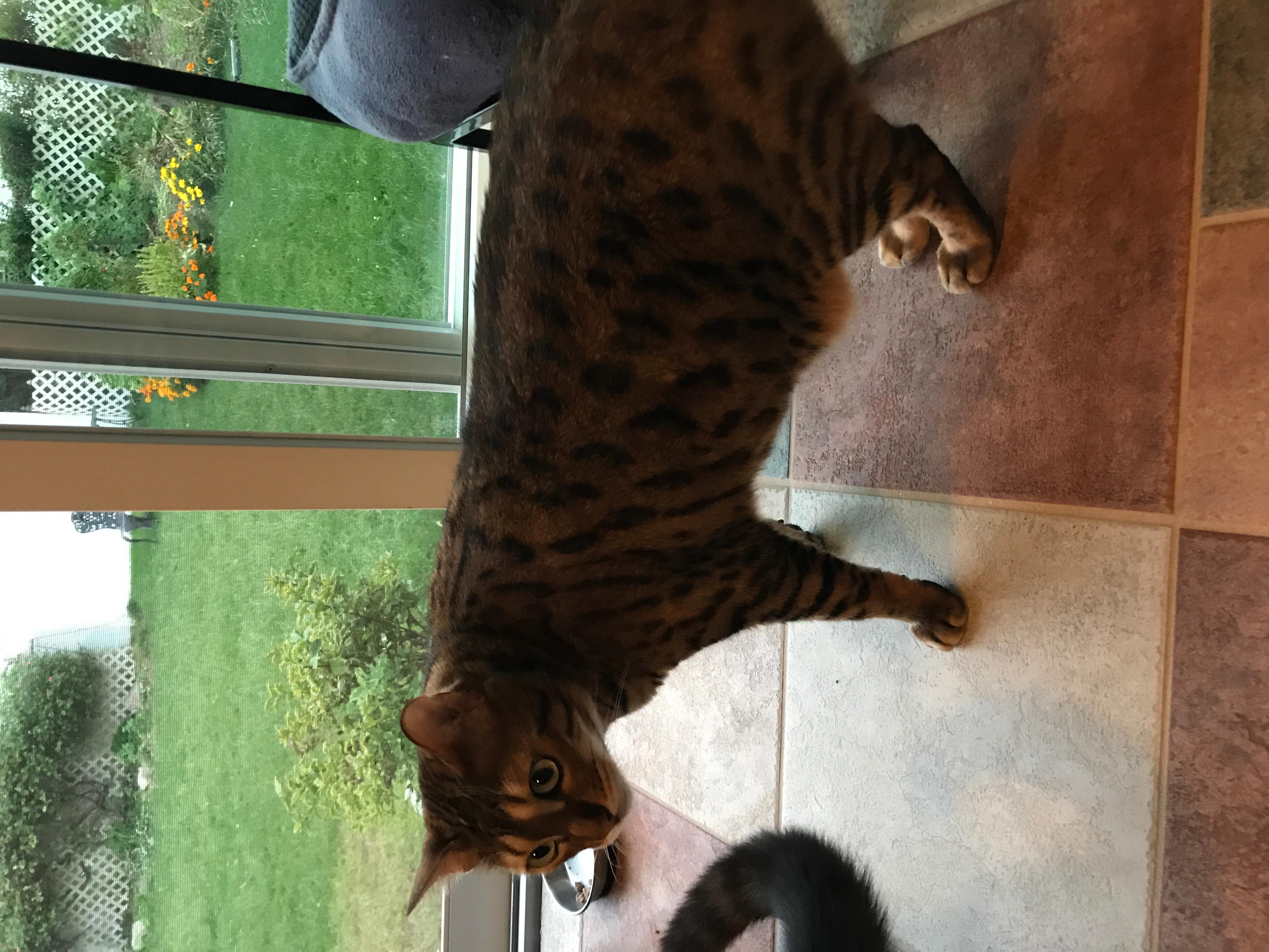 My Overweight Bengal is Hungry: Am I Starving Her? Get Help | Petco