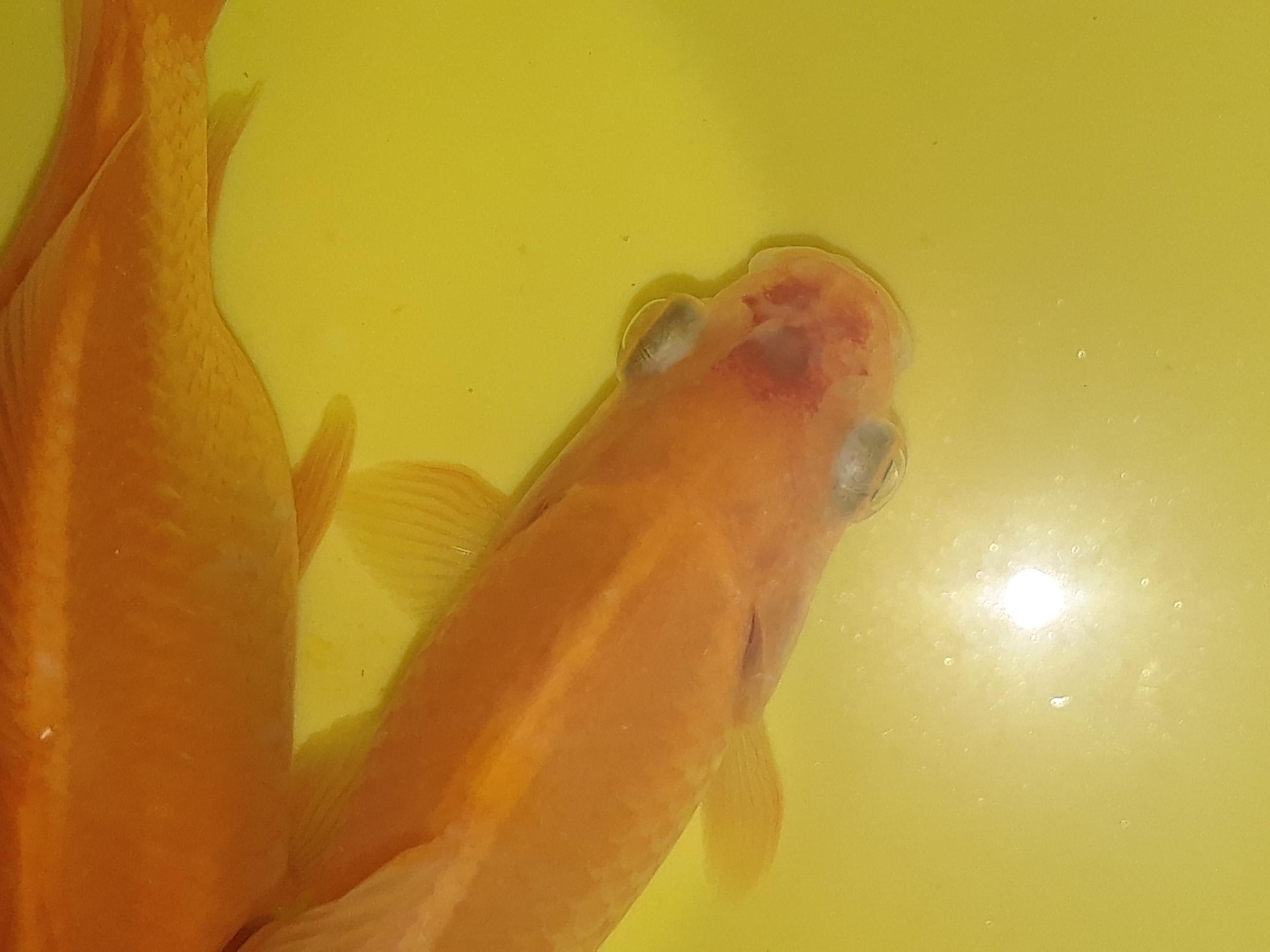 Goldfish Dying? Blood Spots, White Water, Filter Stopped? Find Answers ...