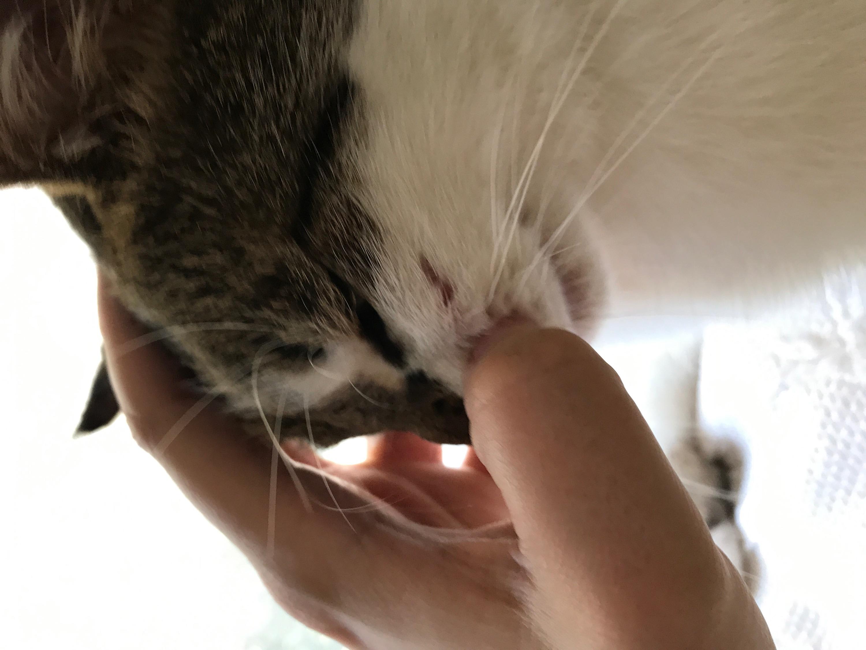 My Cat Has a Tiny Hairless Red Spot on Its Face. What Is It? | Petco
