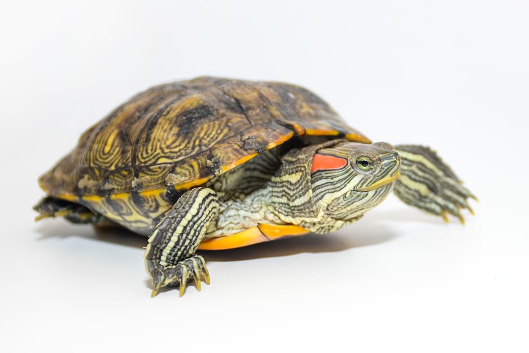What Does A Red Eared Slider Turtle Look Like 