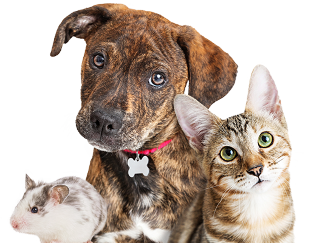 Pet Supplies, Pet Food, and Pet Products | Petco