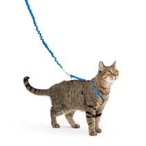 Cat Collars, Harnesses & Leashes | Petco | Kitten Harness, Cat ...