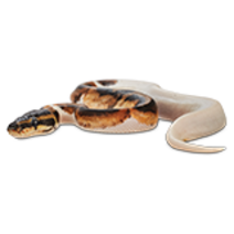 Reptile Terrariums & Cages | Reptile Tanks & Enclosures | Petco