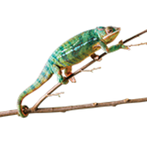 Reptile Terrariums & Cages | Reptile Tanks & Enclosures | Petco