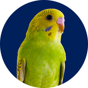 Petco Pet Supplies, Pet Food, and Pet Products: Free Same Day Delivery!