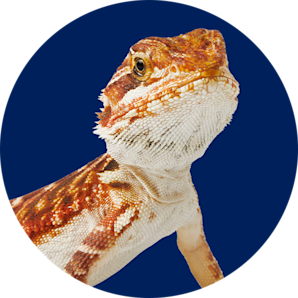 Petco Pet Supplies, Pet Food, and Pet Products: Free Same Day Delivery!