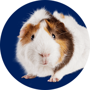 Petco Pet Supplies, Pet Food, and Pet Products: Free Same Day Delivery!