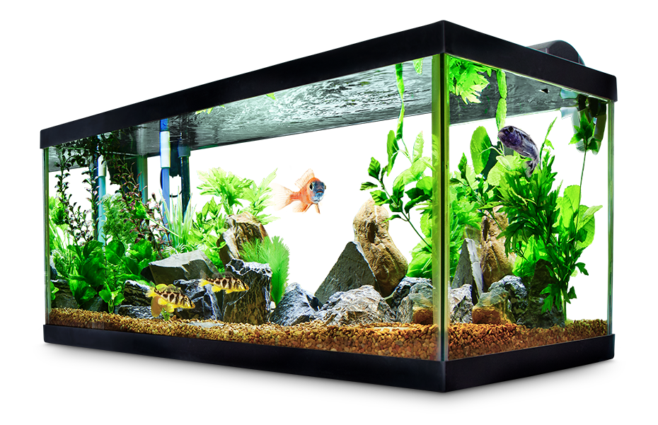 Reptile Terrariums & Cages | Reptile Tanks & Enclosures | Petco