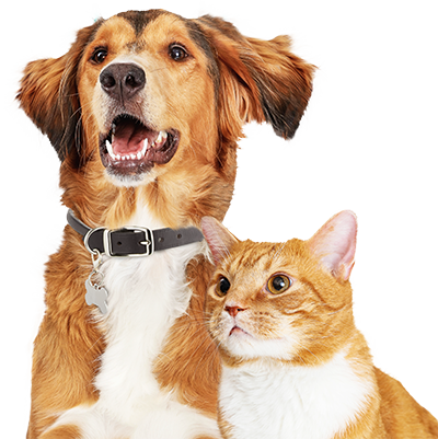 Find Clearance Dog Supplies: Coupons, Deals & Discounts | Petco